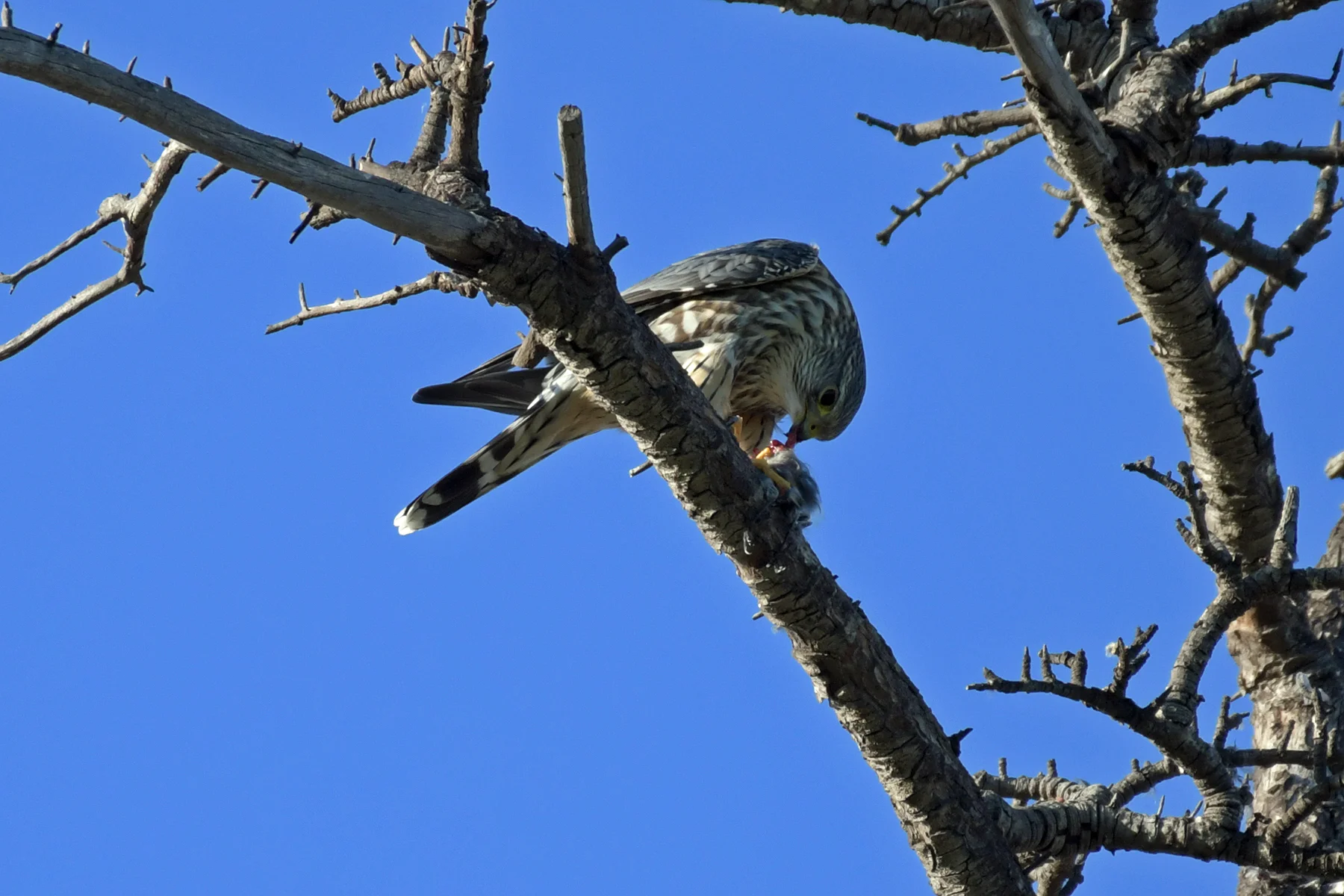 Details : Taiga Merlin - BirdGuides
