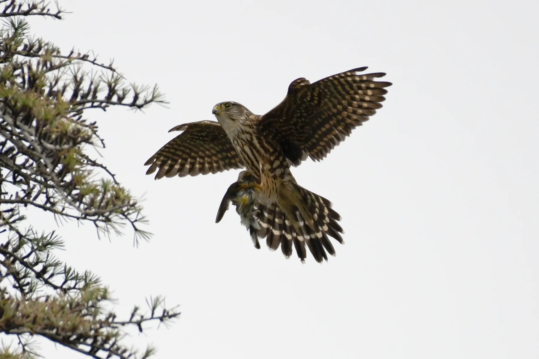 Details : Taiga Merlin - BirdGuides