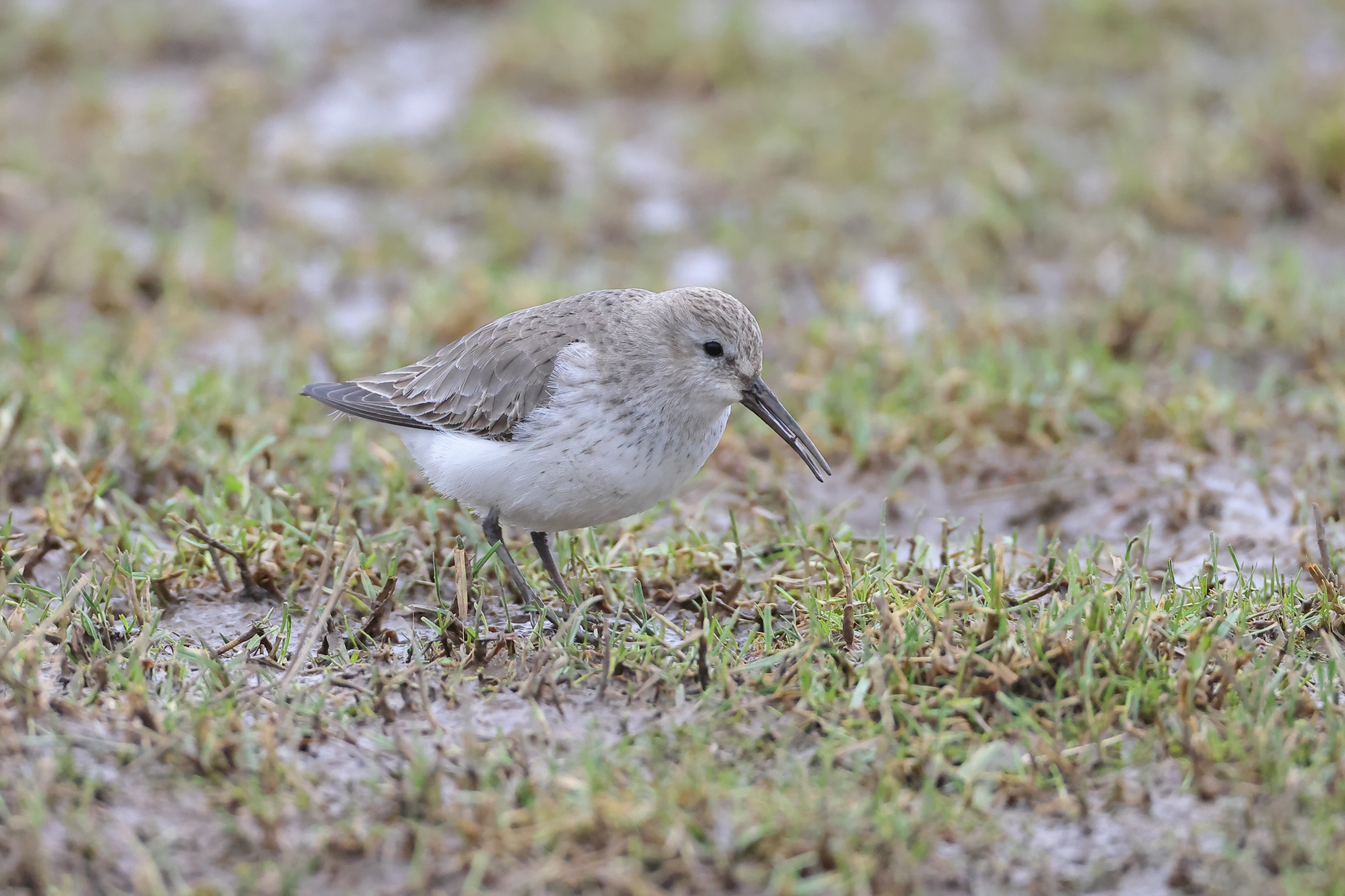 Dunlin by Nigel Gardener - BirdGuides