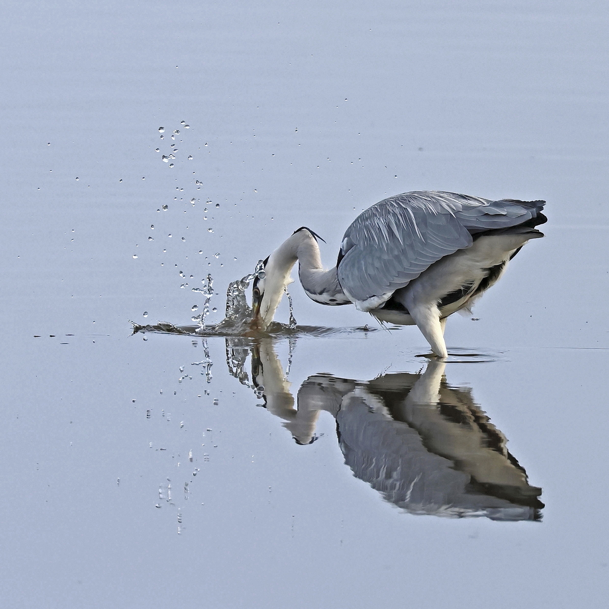 Grey Heron by Nigel Gardener - BirdGuides