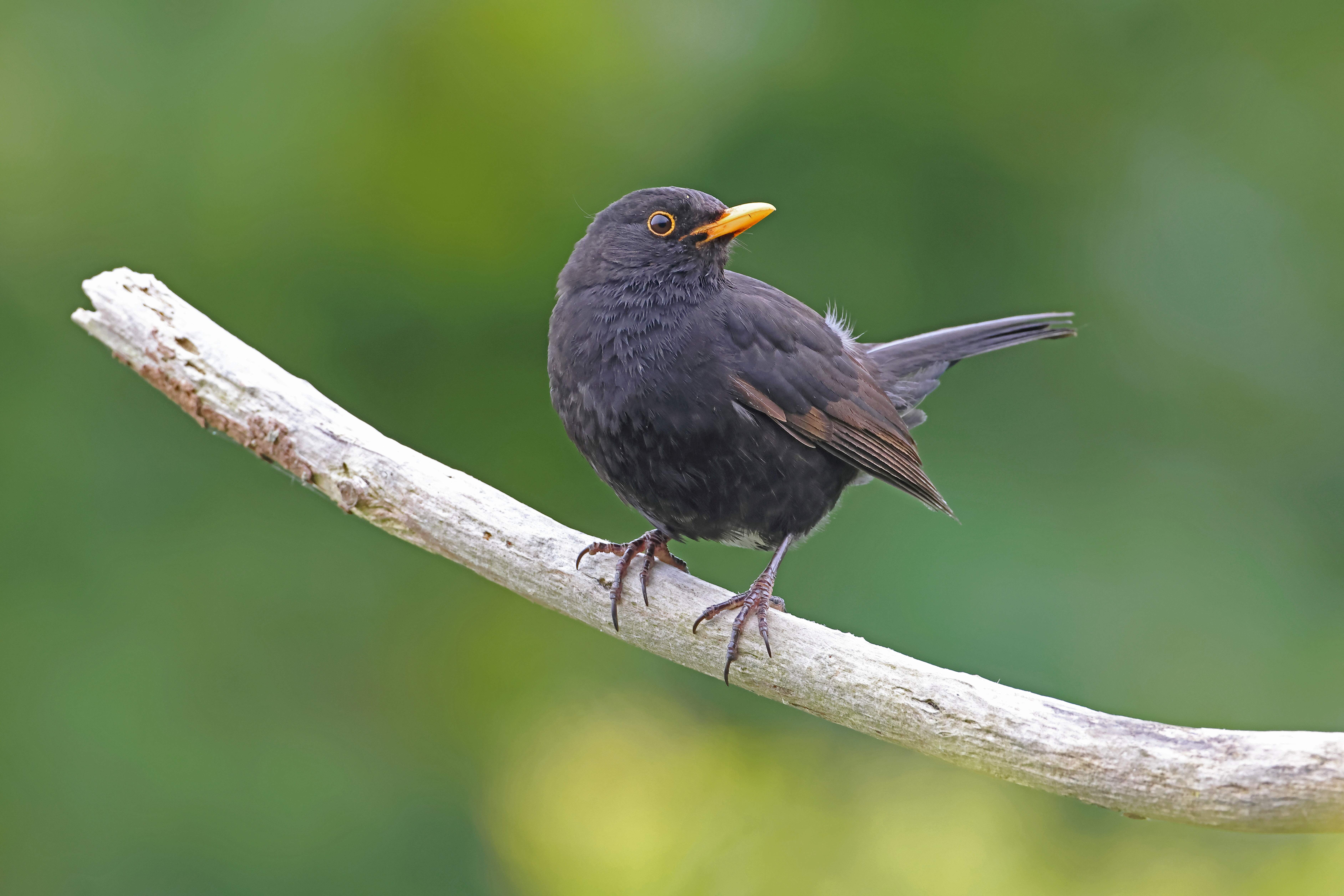 Blackbird by Nigel Gardener - BirdGuides