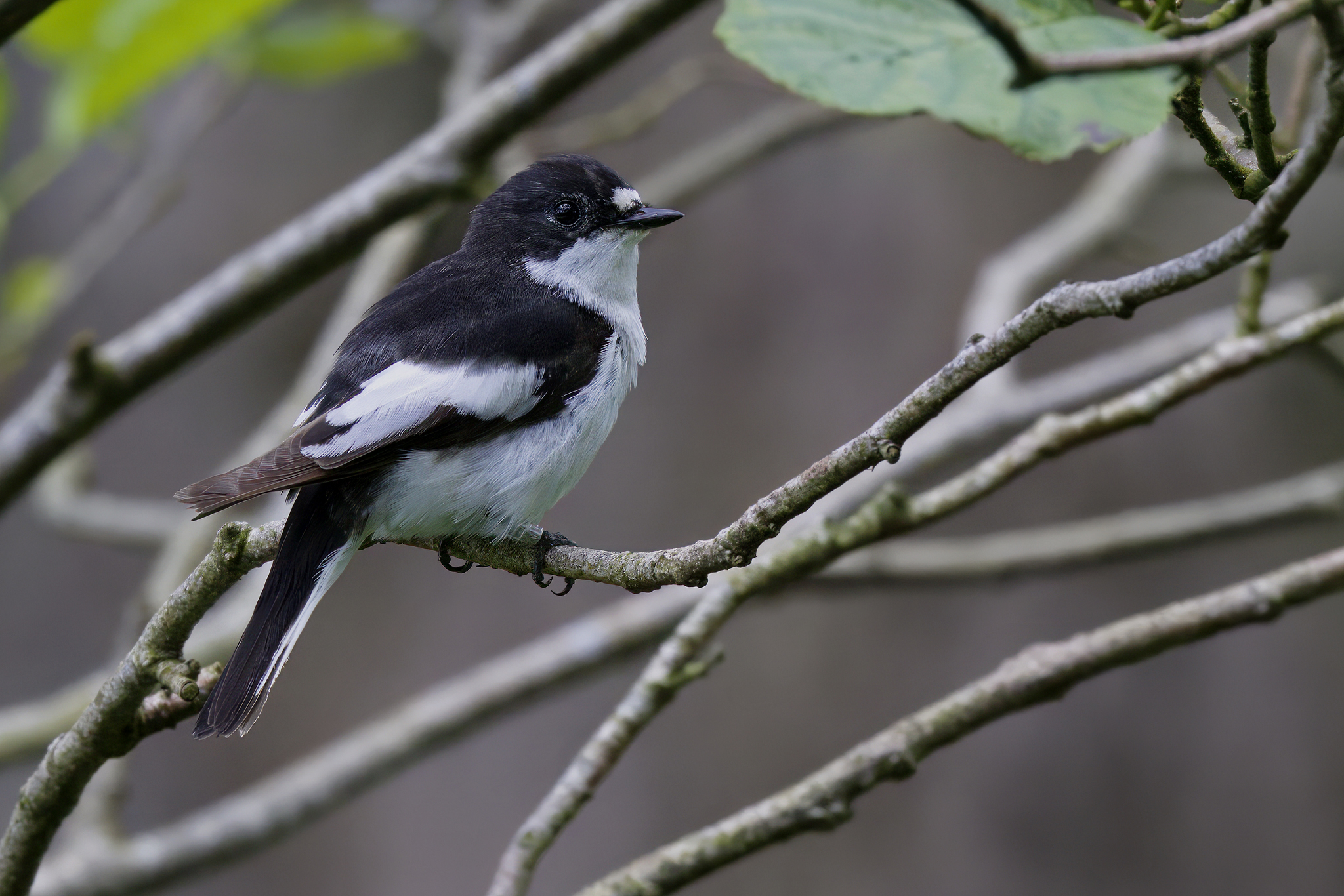 Pied Flycatcher by Ivan Ellison - BirdGuides