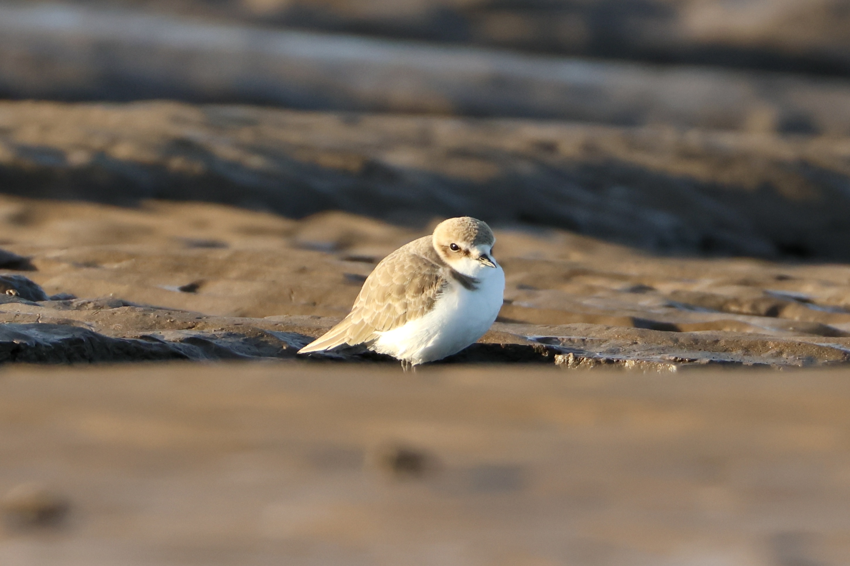 Kentish Plover by Sammy hughes - BirdGuides