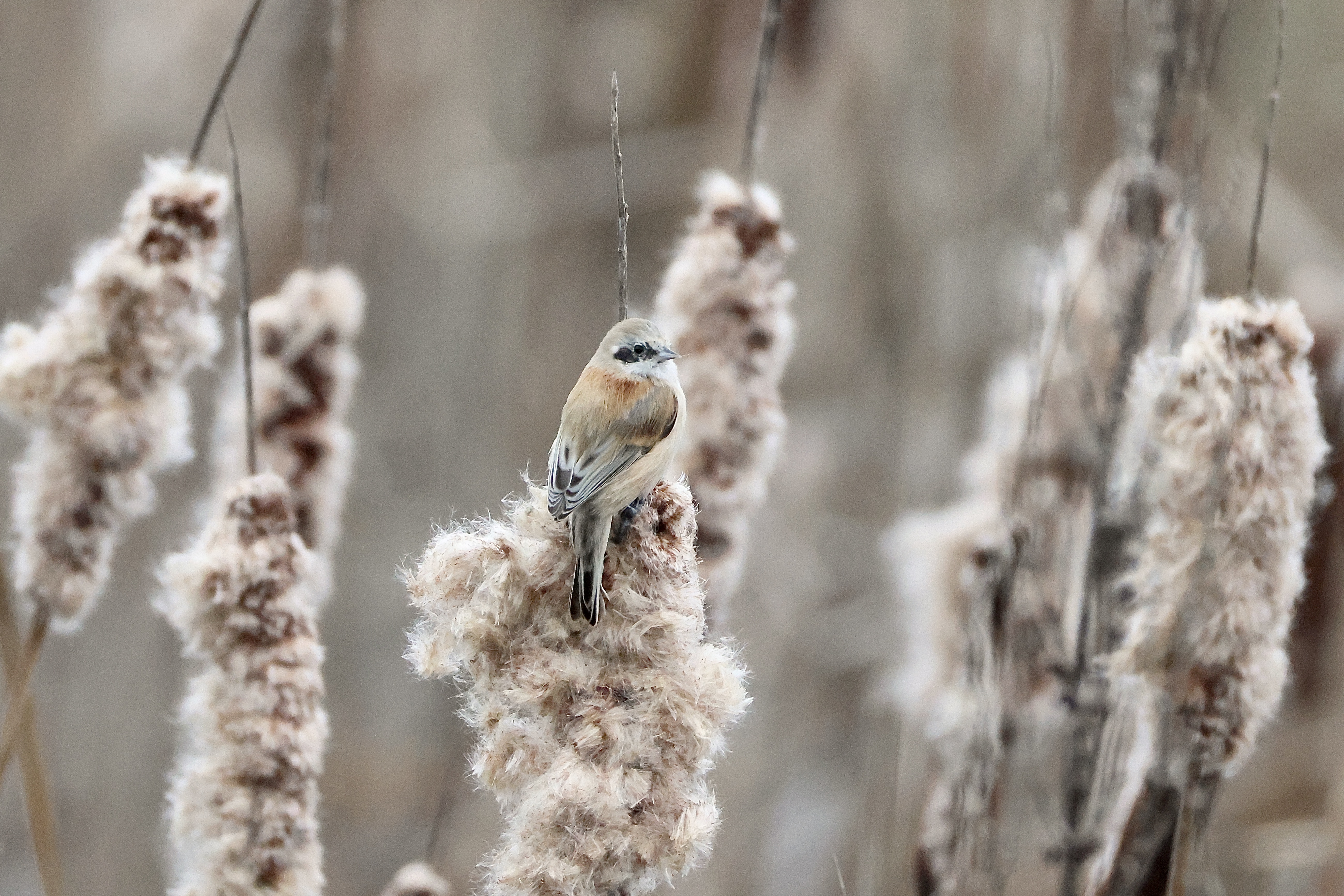 Eurasian Penduline Tit by sammy hughes - BirdGuides