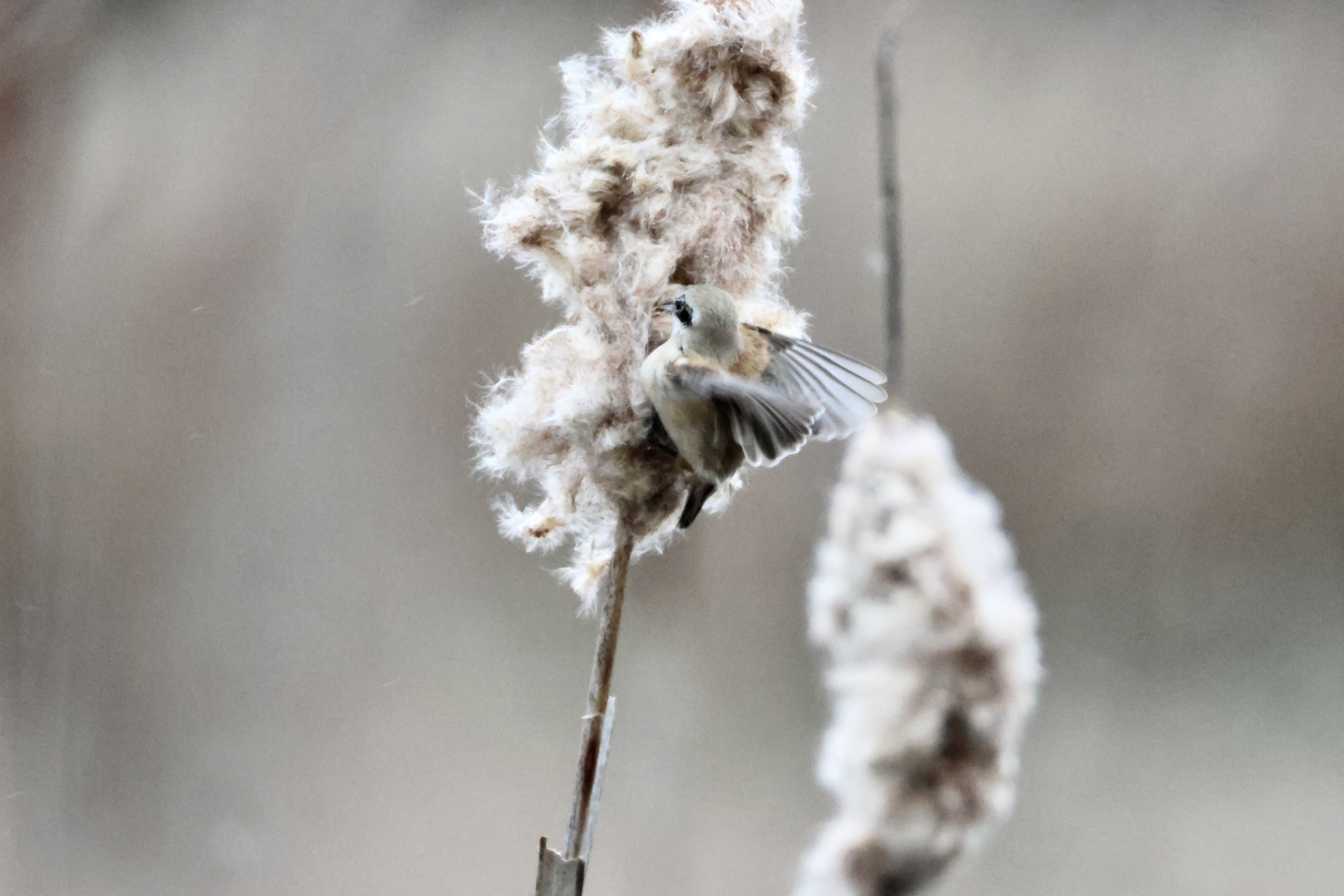 Eurasian Penduline Tit by sammy hughes - BirdGuides