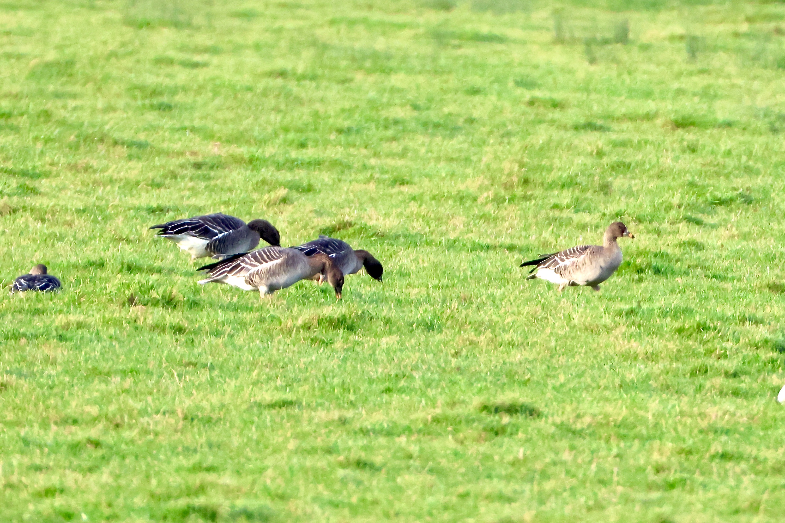 Tundra Bean Goose by sammy hughes - BirdGuides