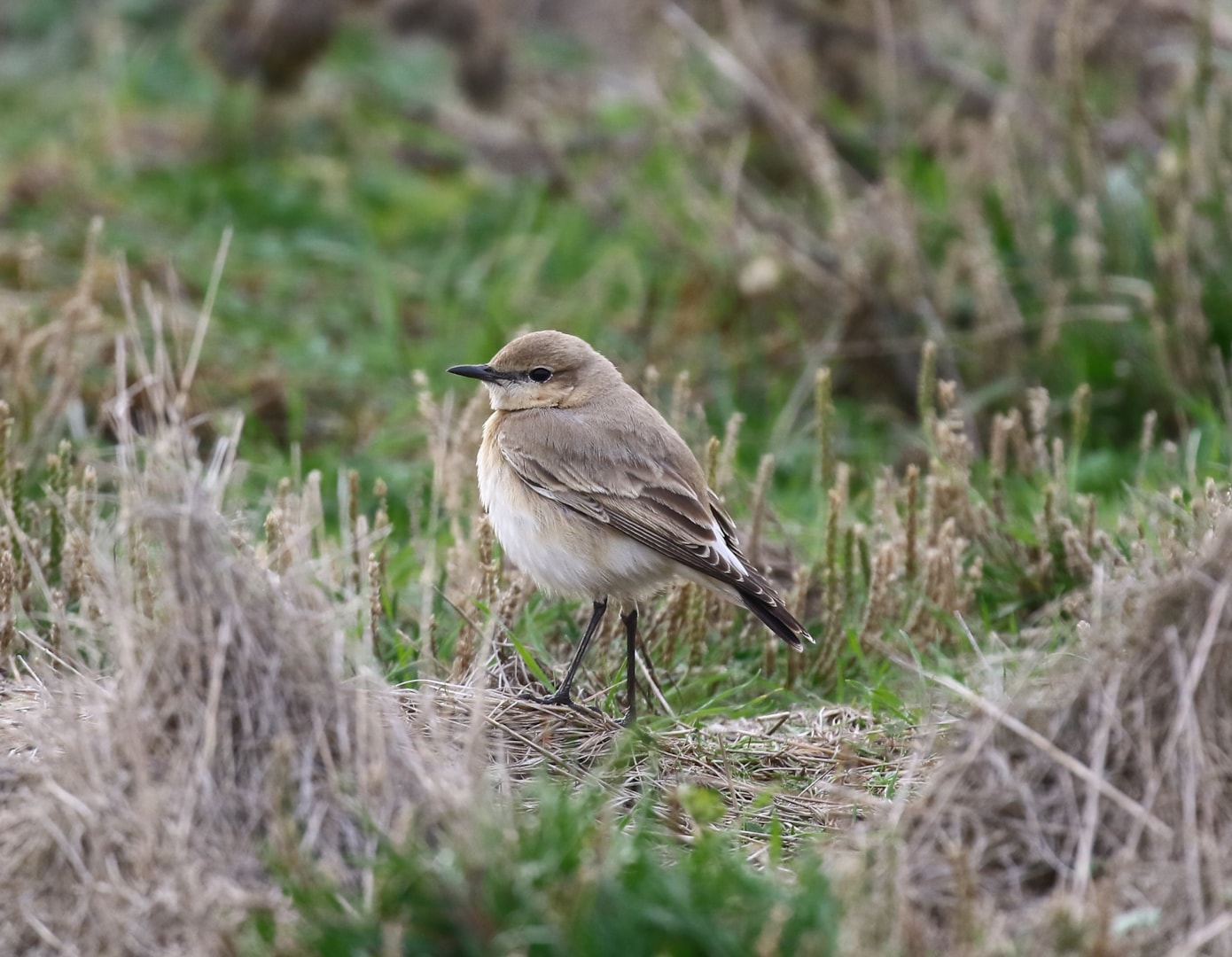 Isabelline Wheatear by Ian Wells - BirdGuides