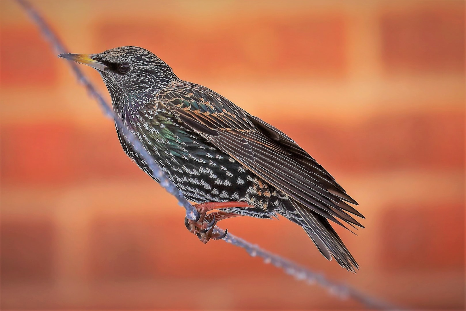 Common Starling by Peter Miles - BirdGuides