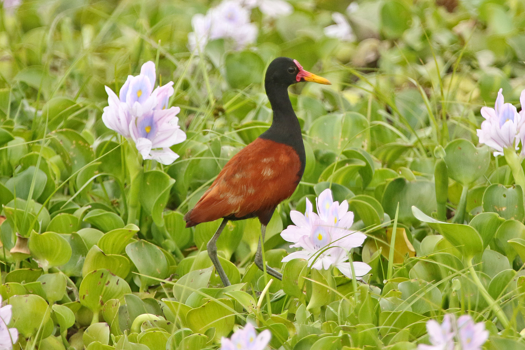 Details : Wattled Jacana - BirdGuides