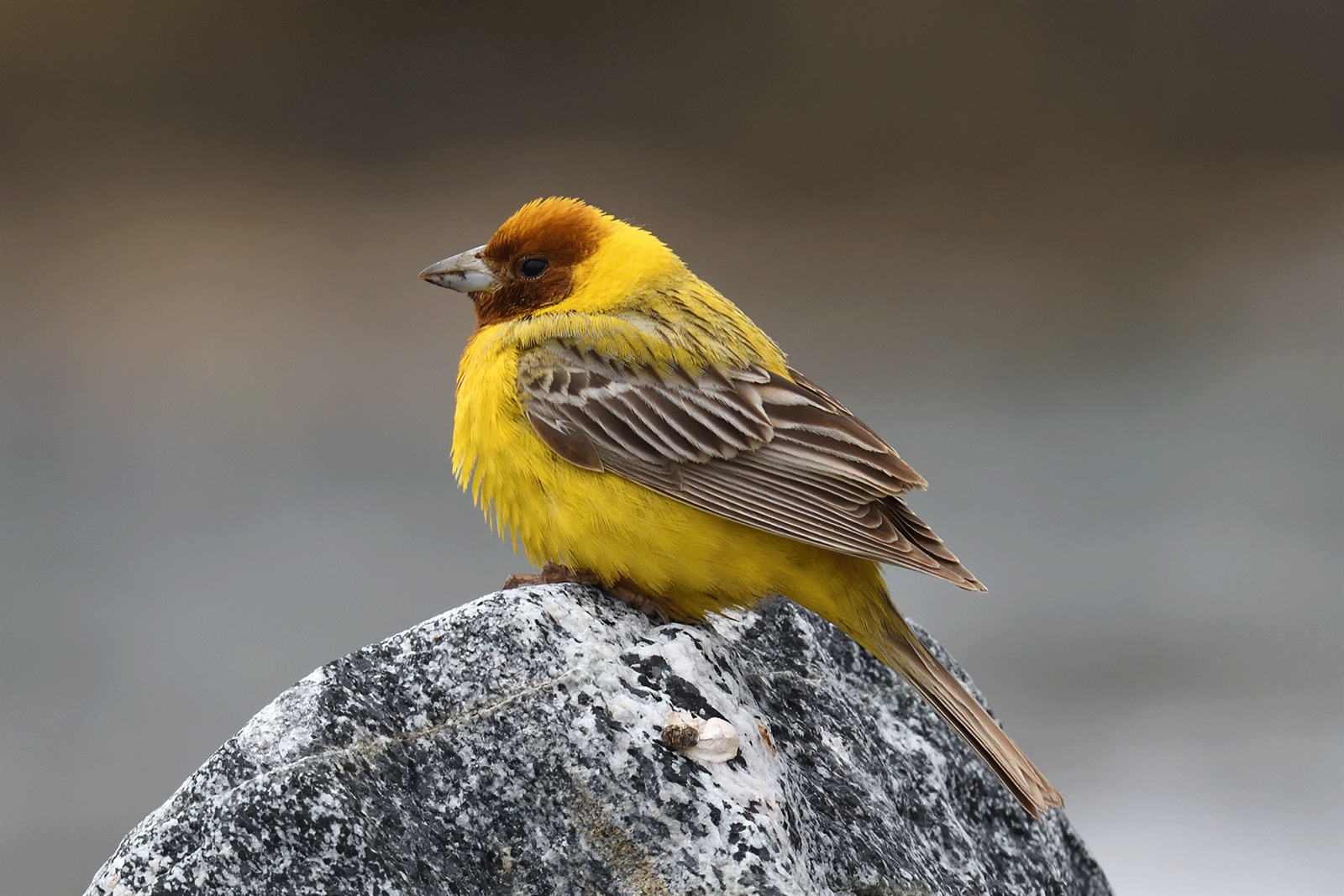 Details : Red-headed Bunting - BirdGuides
