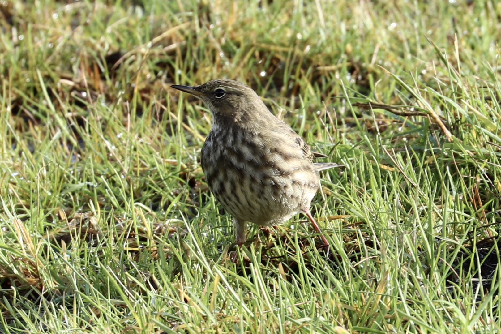 Rock Pipit by Daniel Bell - BirdGuides