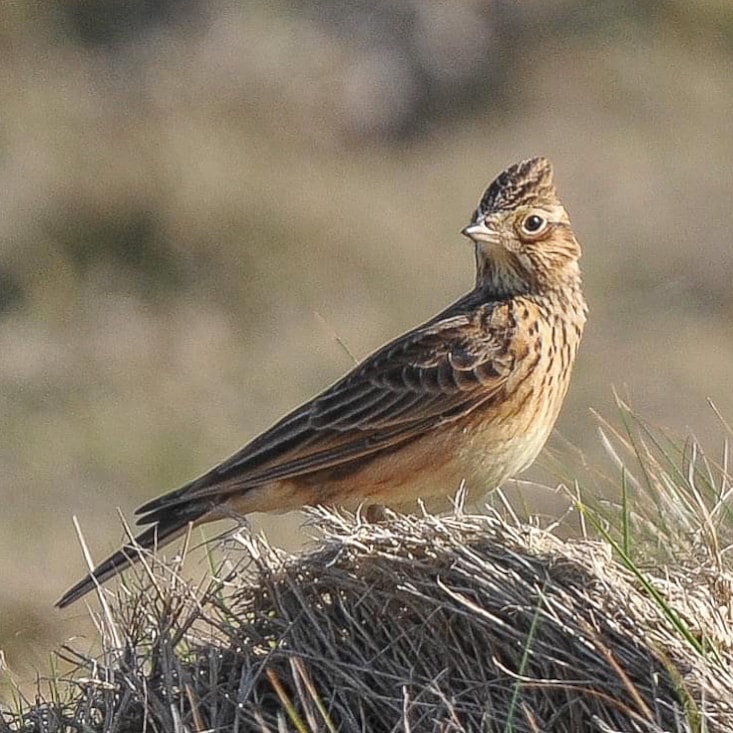 Eurasian Skylark by Mark James - BirdGuides