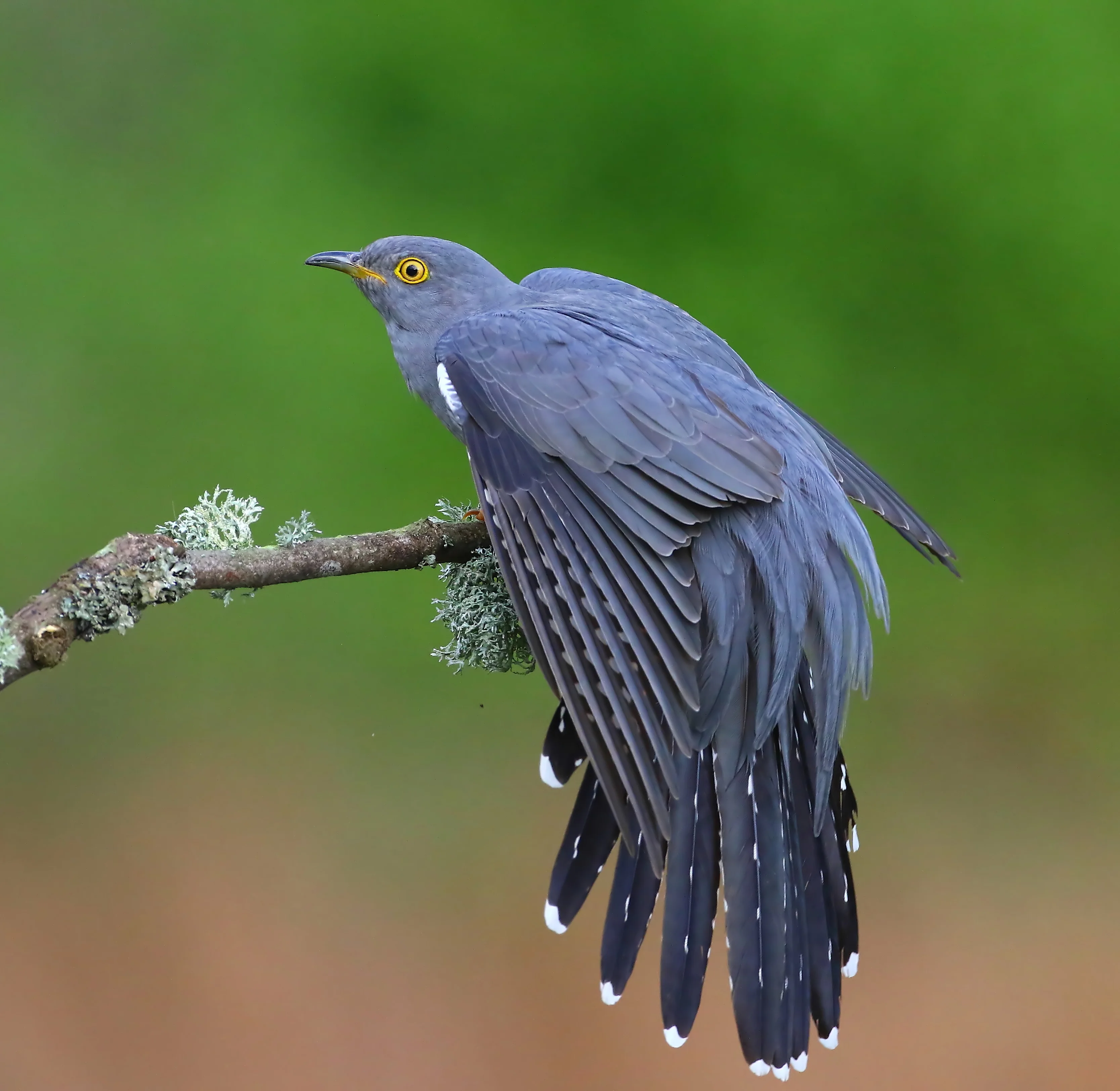 Details : Common Cuckoo - BirdGuides