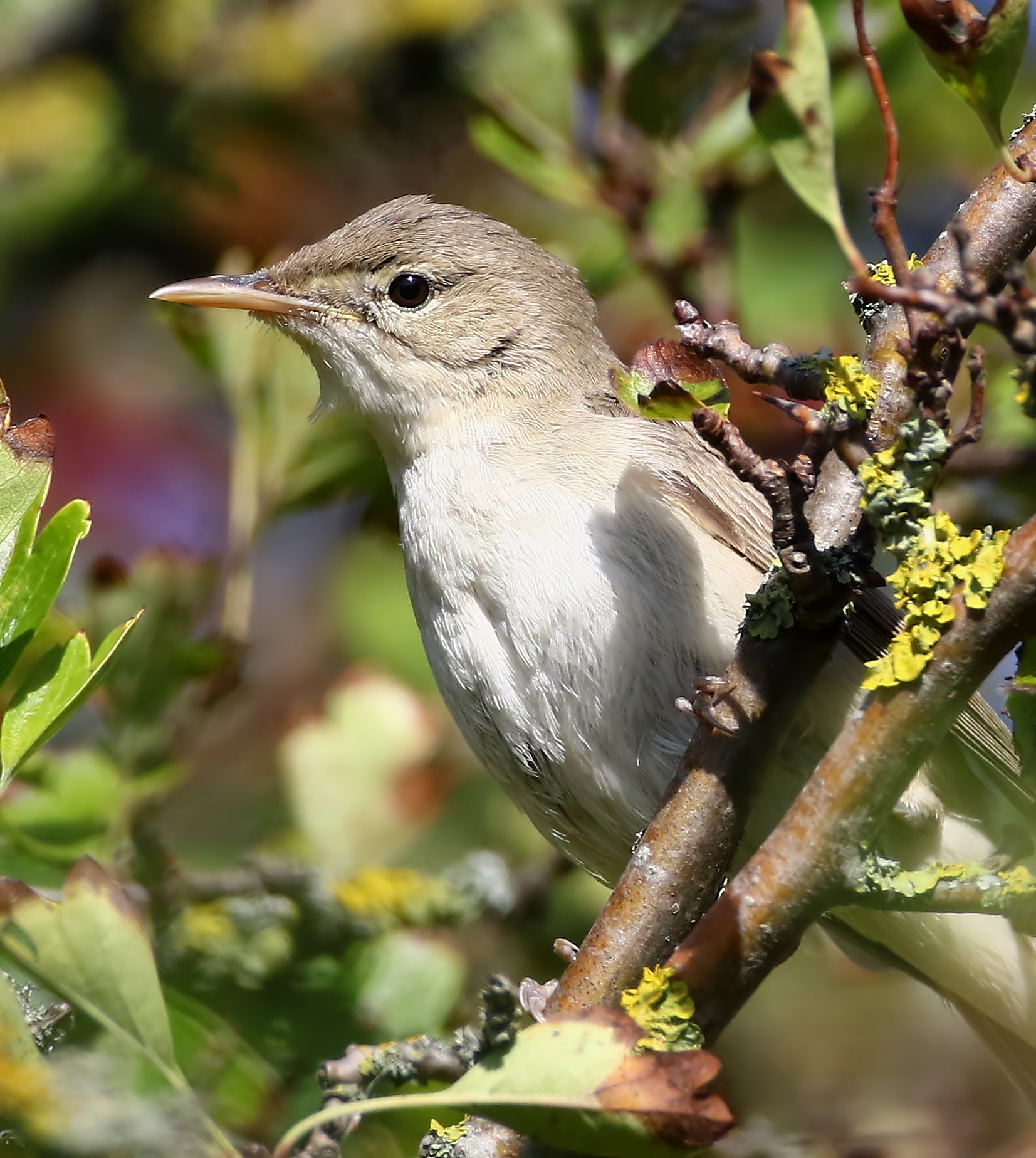 Details : Eastern Olivaceous Warbler - BirdGuides