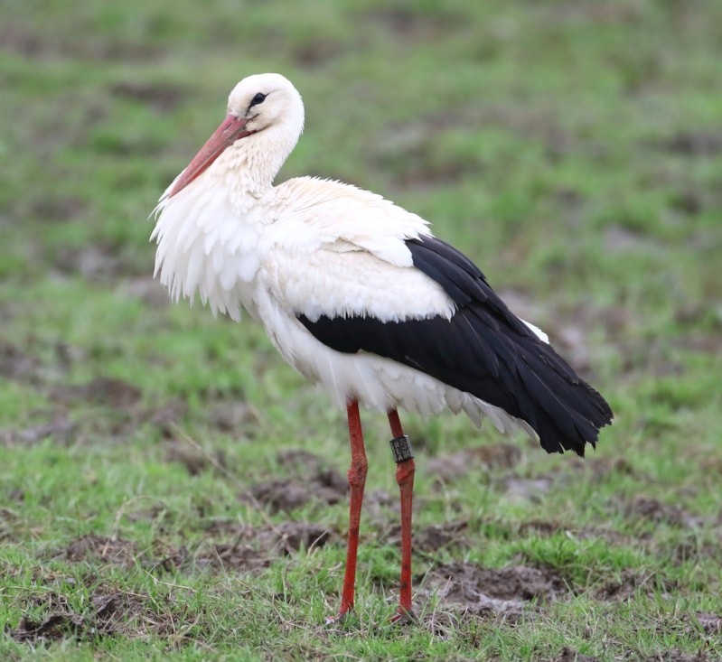 White Stork by Lee Fuller - BirdGuides
