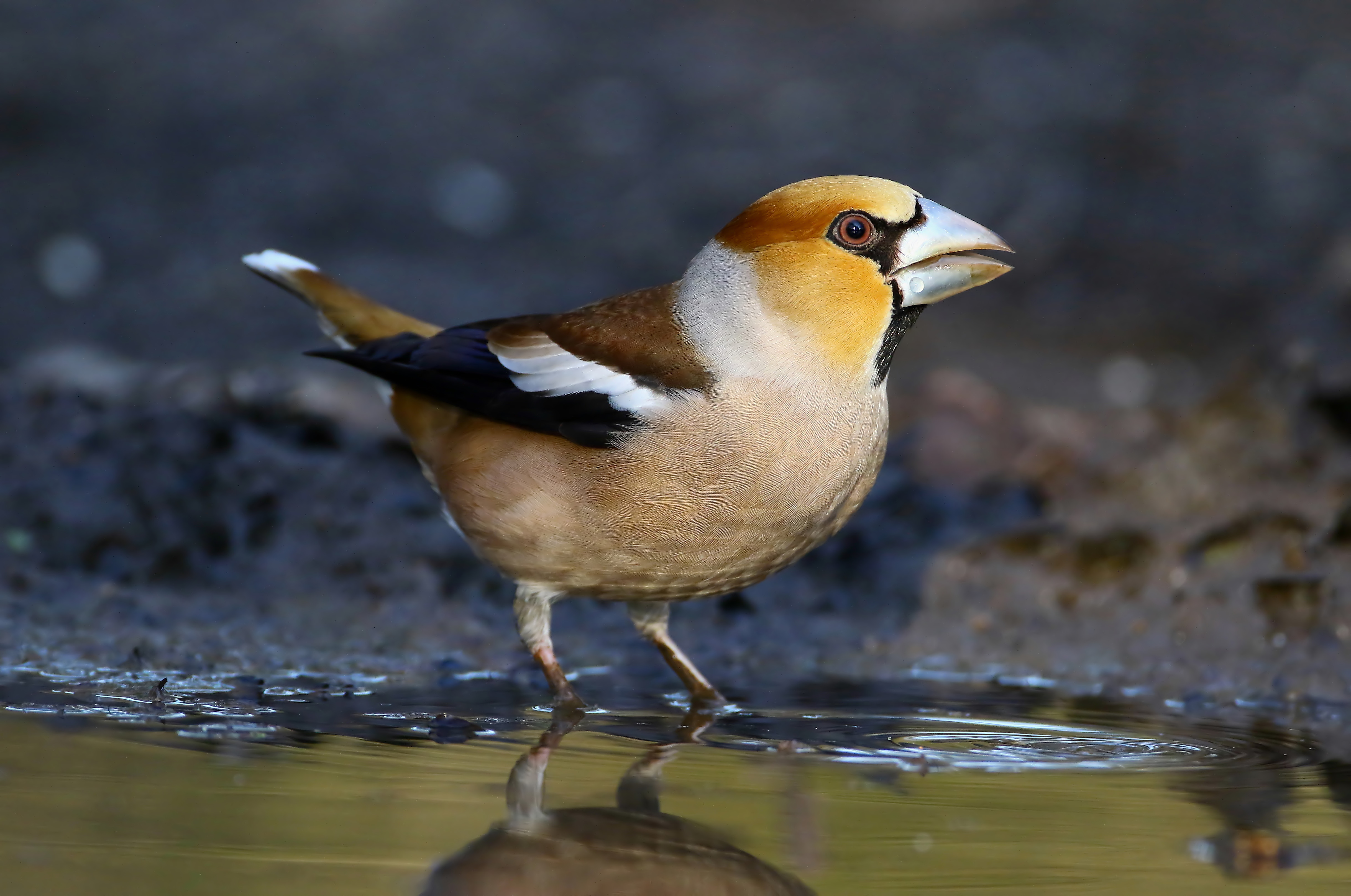 Details : Hawfinch - BirdGuides