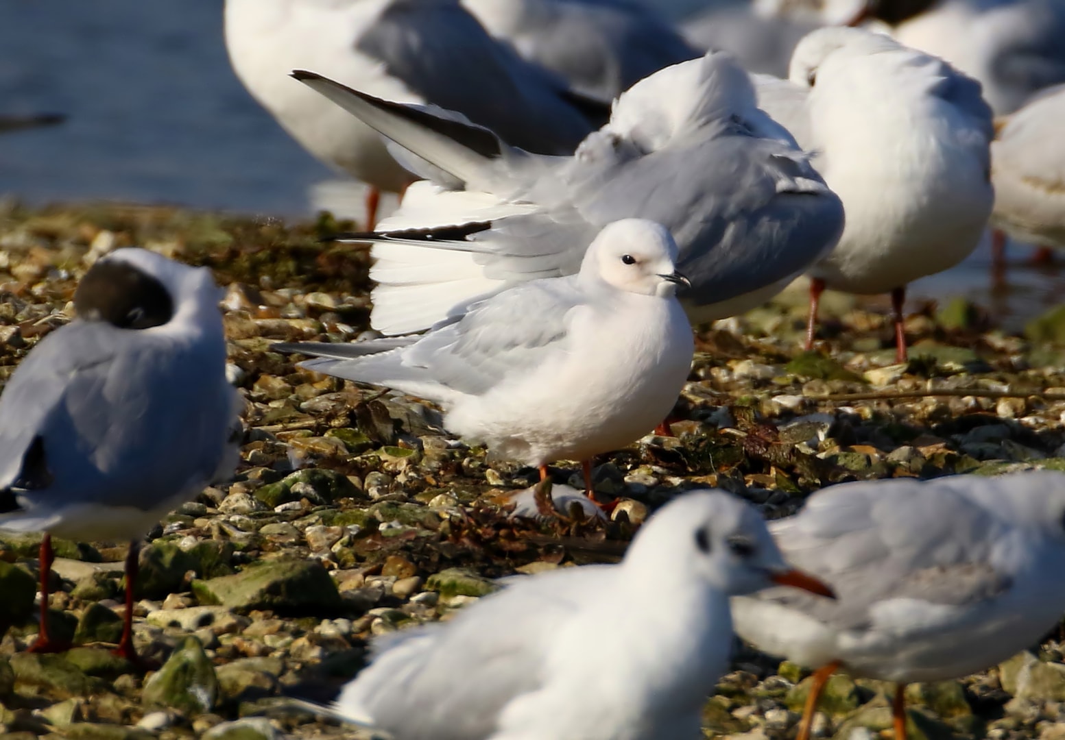 Ross's Gull by Lee Fuller - BirdGuides