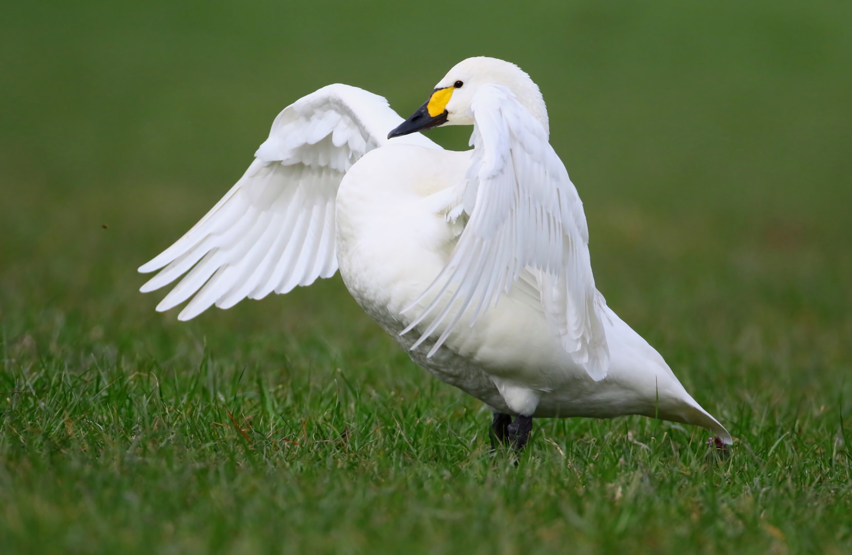 Bewick's Swan by Lee Fuller - BirdGuides