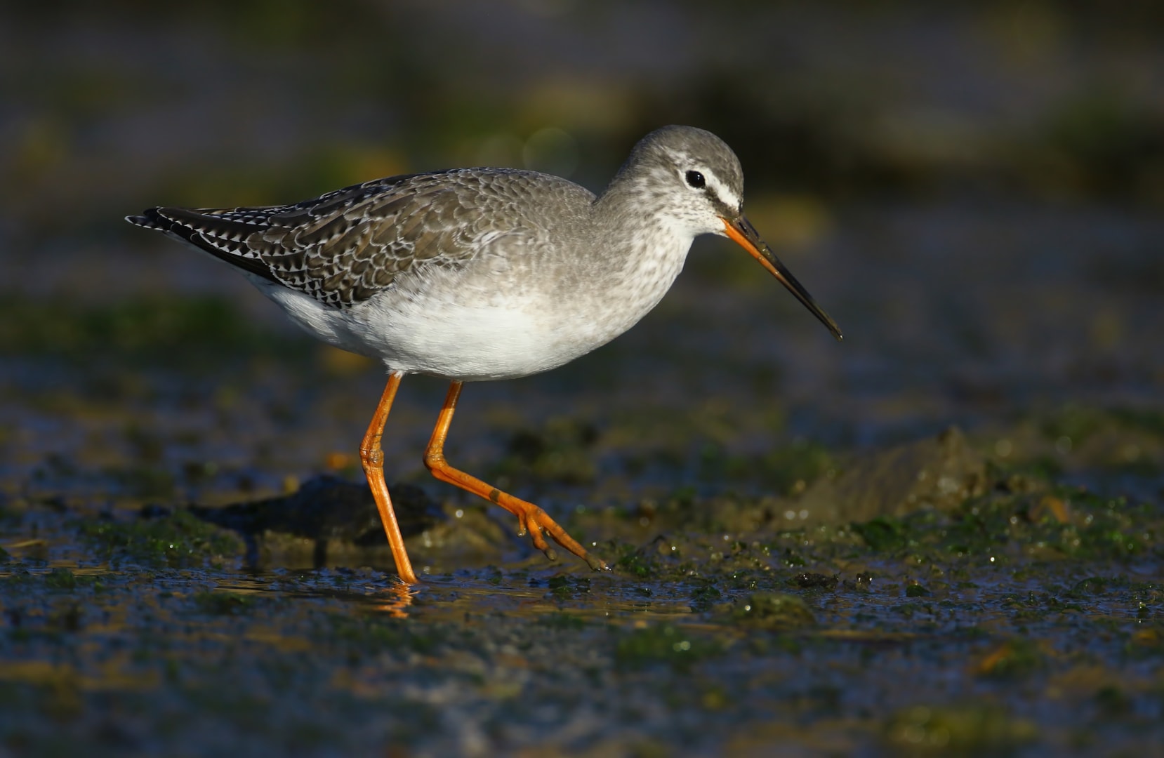 Spotted Redshank by Lee Fuller - BirdGuides
