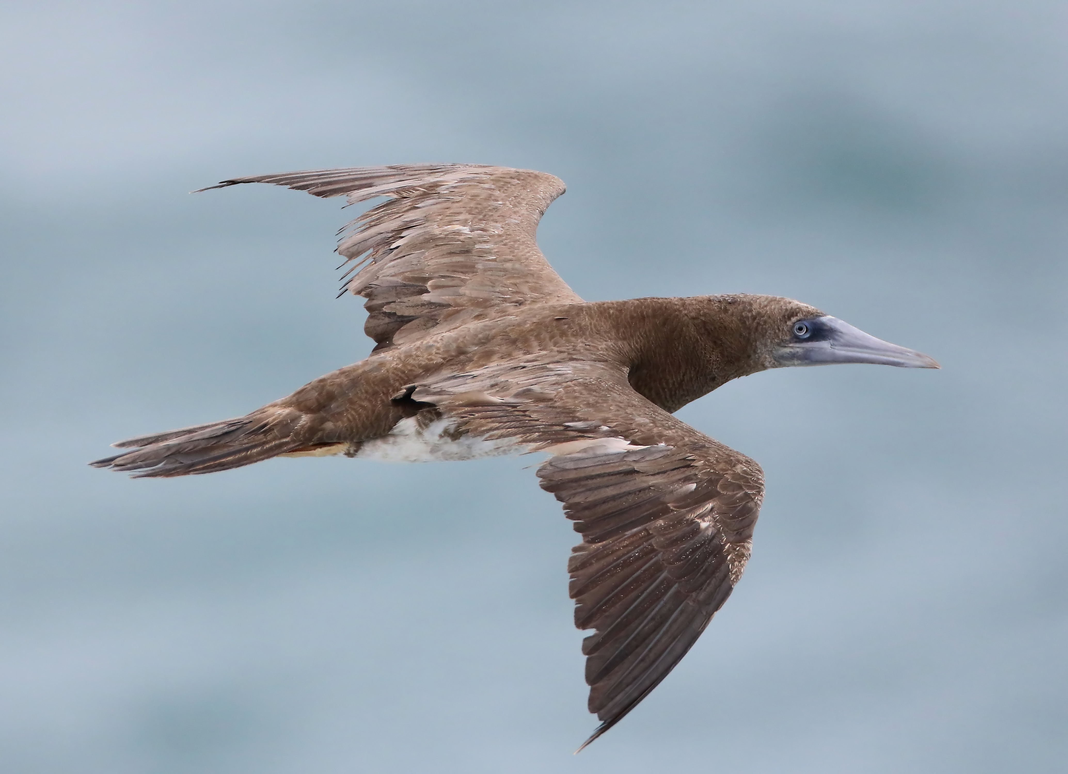 Details : Brown Booby - BirdGuides
