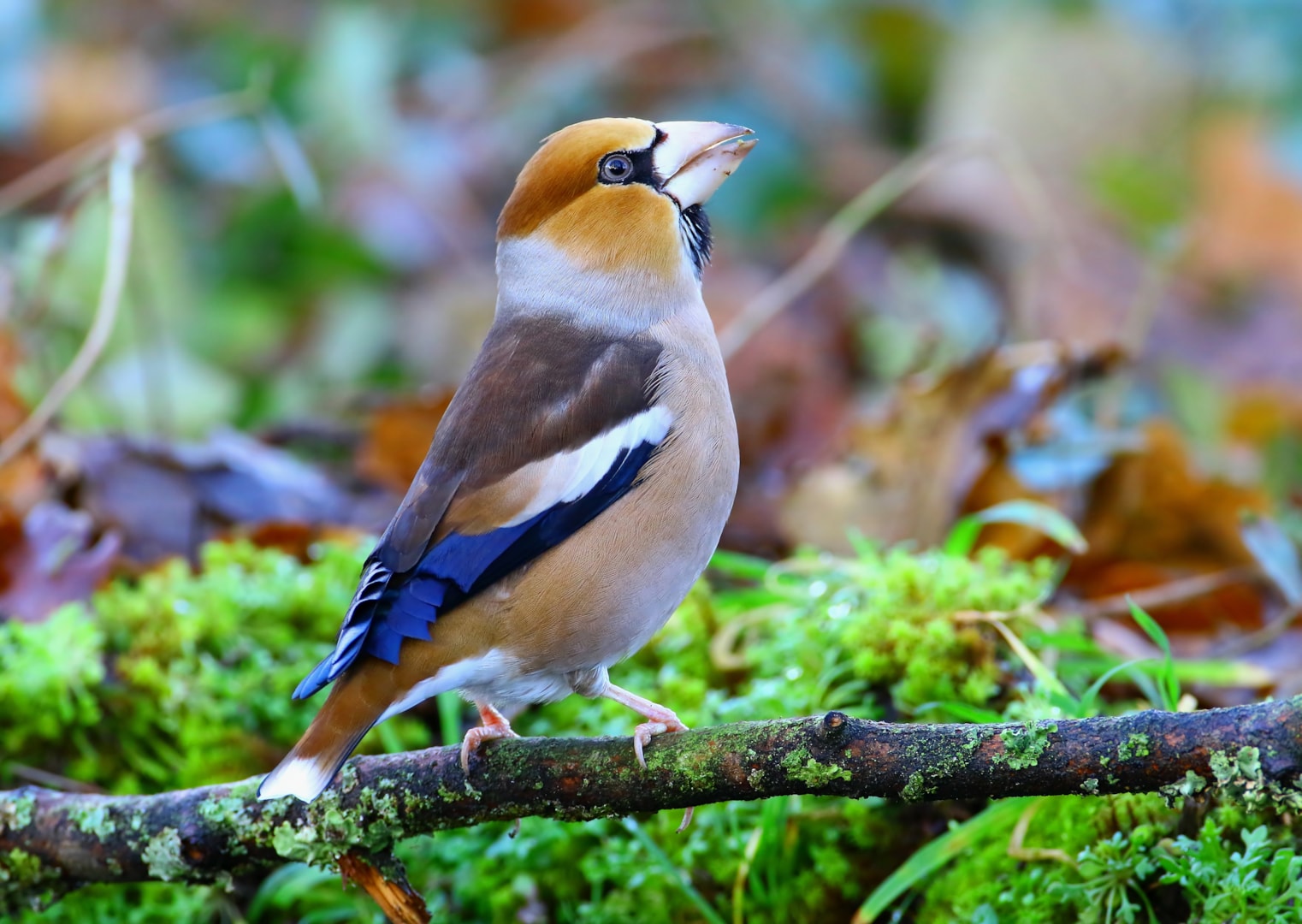 Hawfinch by Lee Fuller - BirdGuides