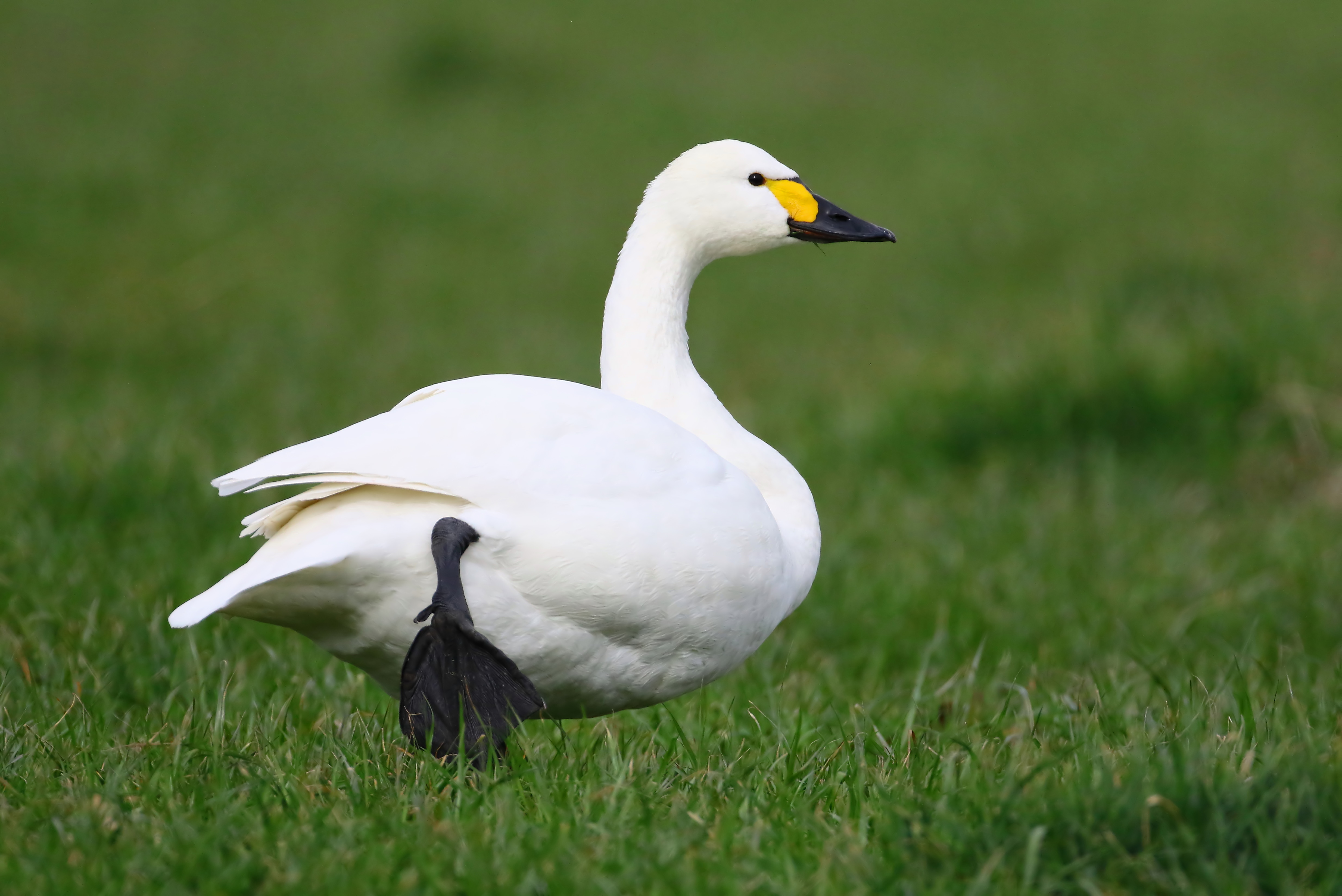 Details : Bewick's Swan - BirdGuides