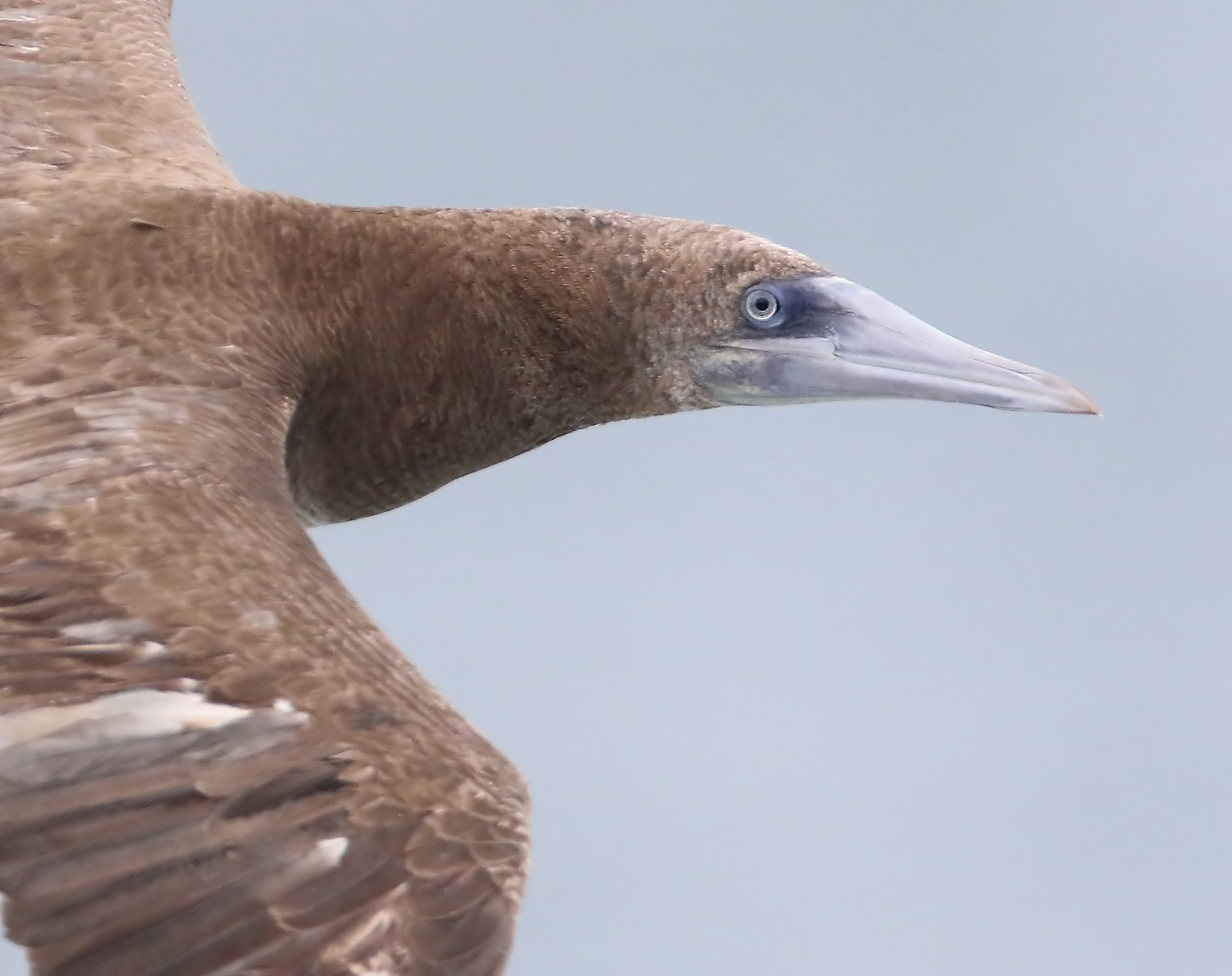 Details : Brown Booby - BirdGuides
