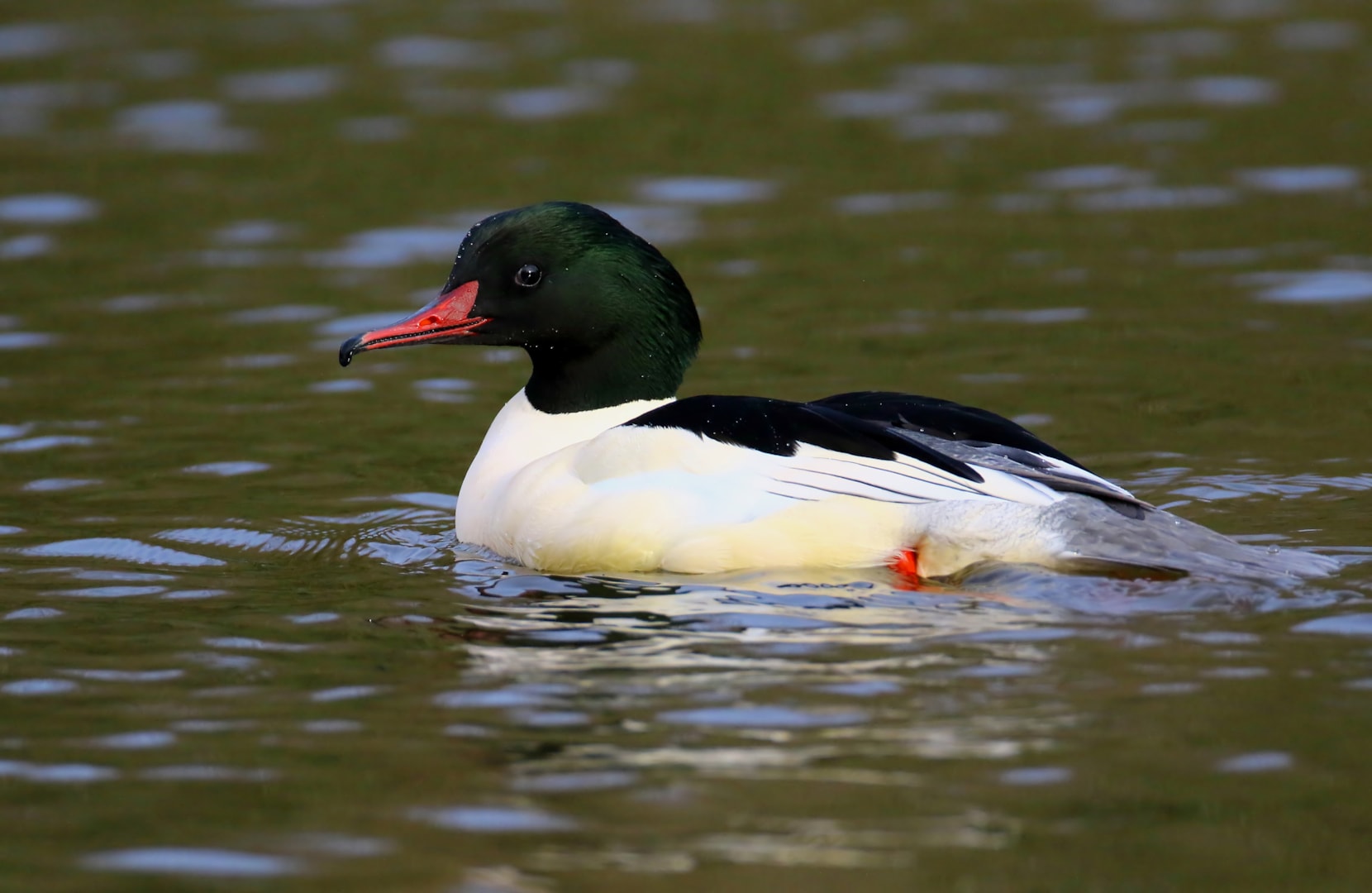 Goosander by Lee Fuller - BirdGuides