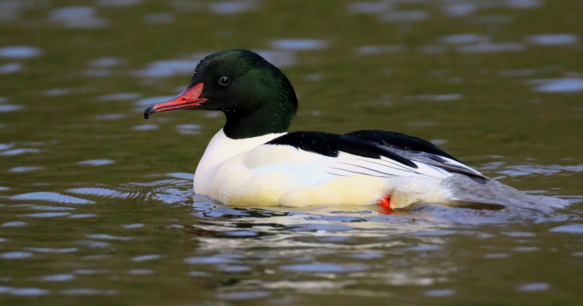 Waterbirds to be culled along River Tweed - BirdGuides