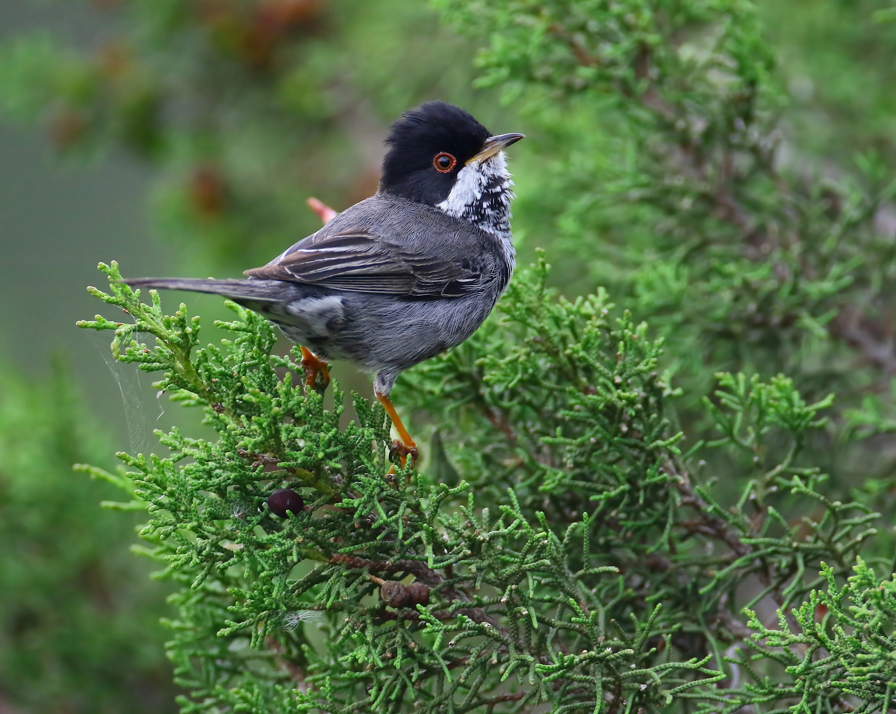 Details : Cyprus Warbler - BirdGuides