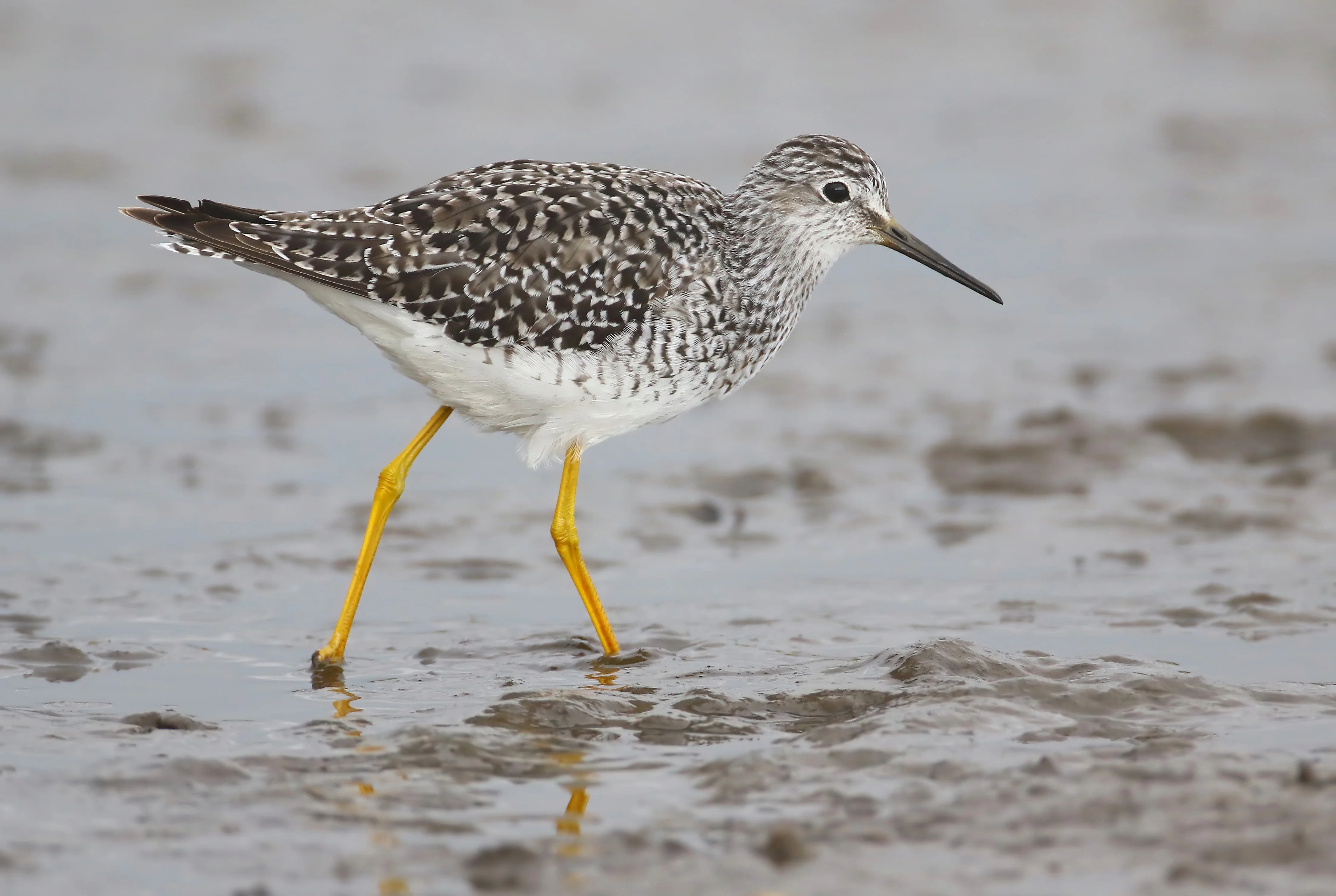 Details : Lesser Yellowlegs - BirdGuides