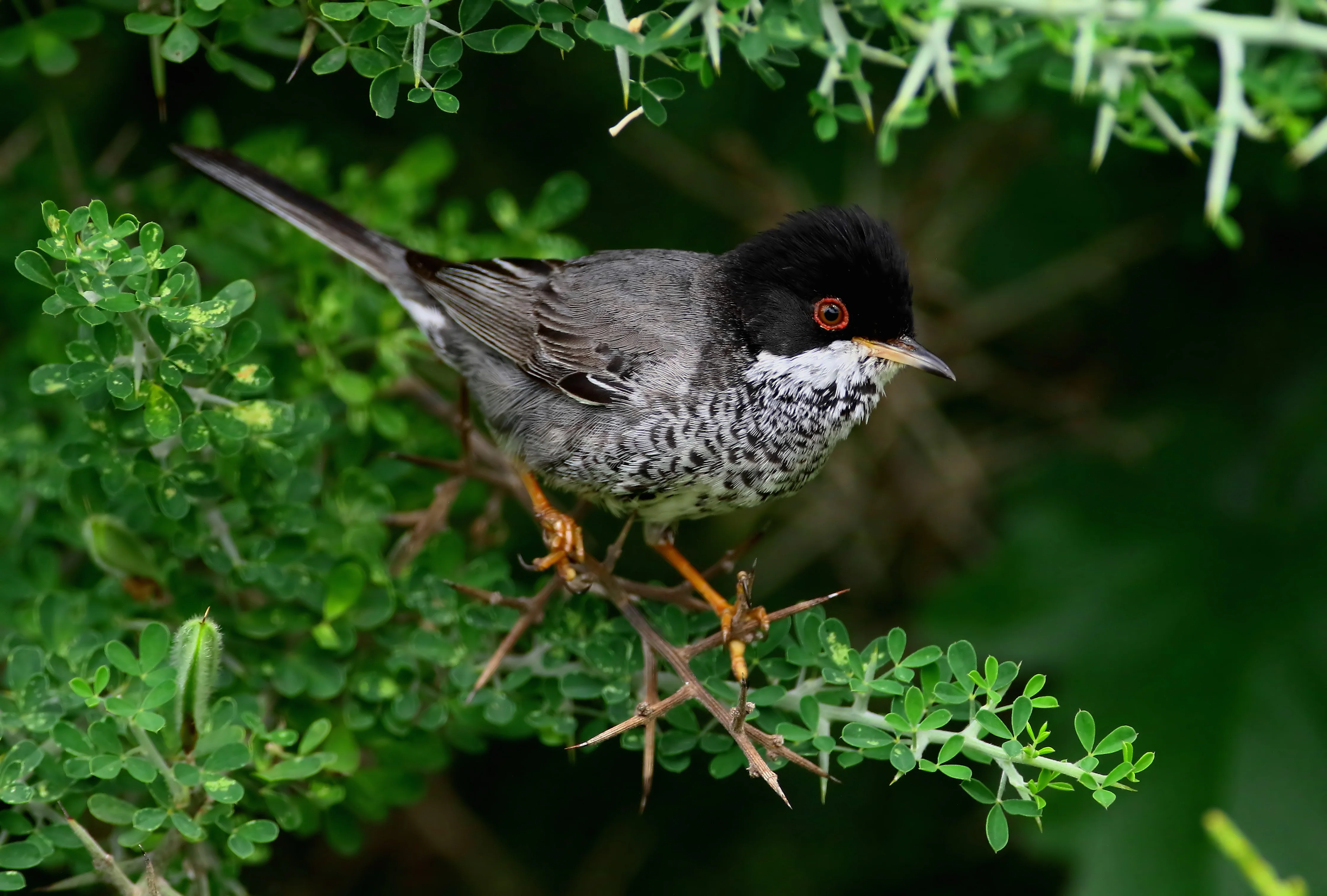 Details : Cyprus Warbler - BirdGuides