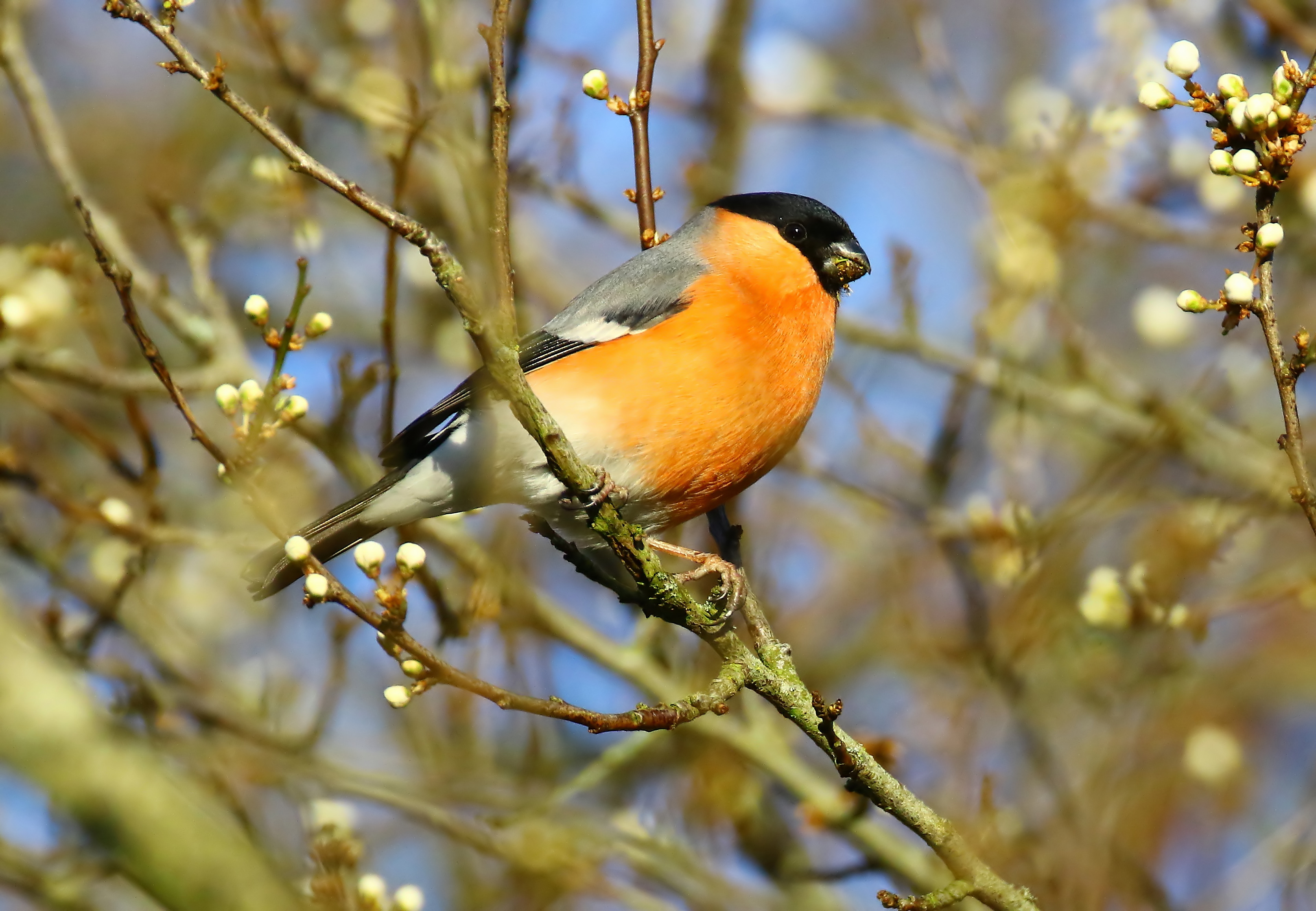 Details : Northern Bullfinch - BirdGuides