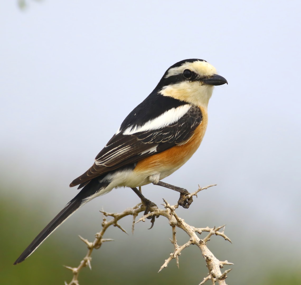 Masked Shrike by Lee Fuller - BirdGuides