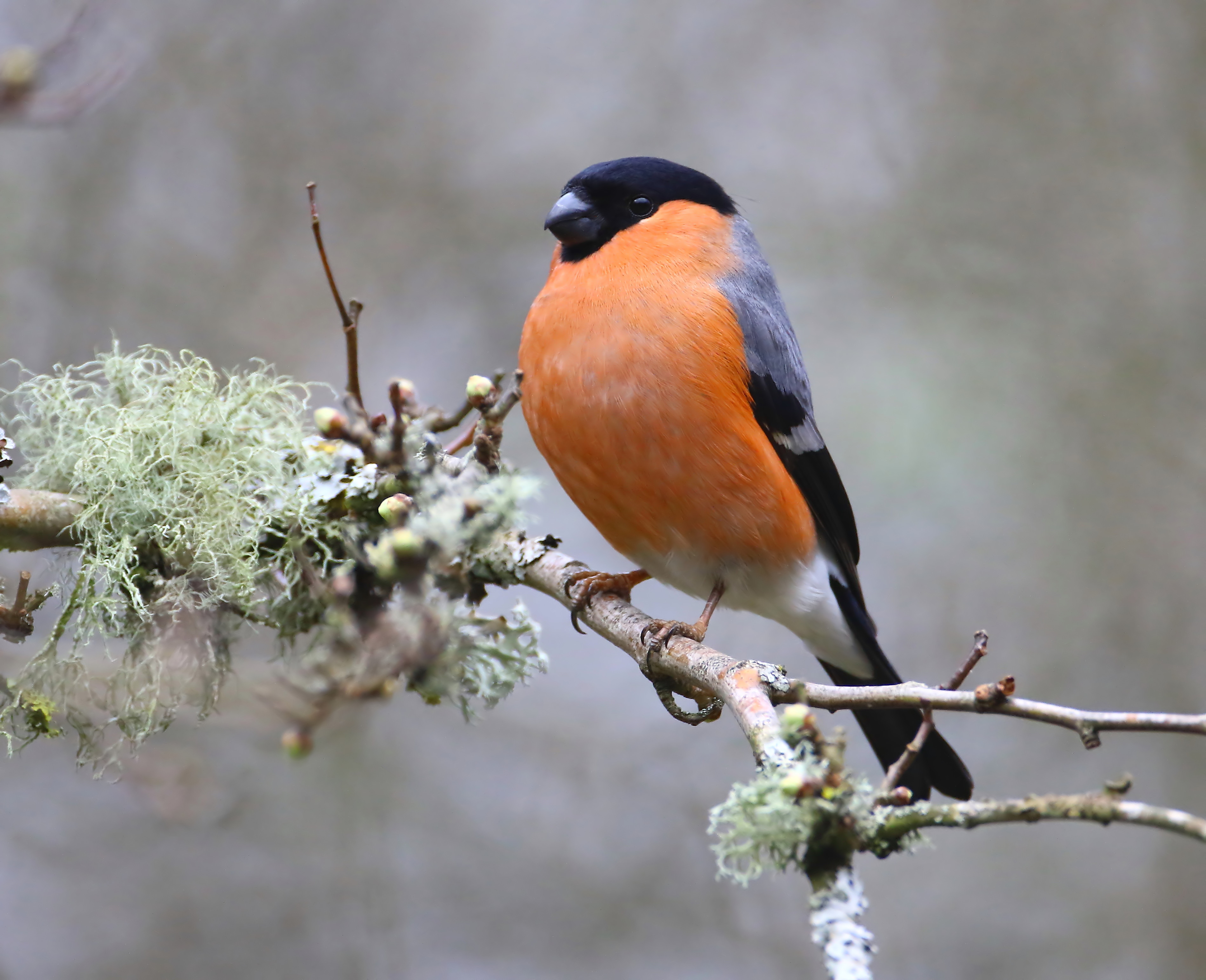 Details : Northern Bullfinch - BirdGuides