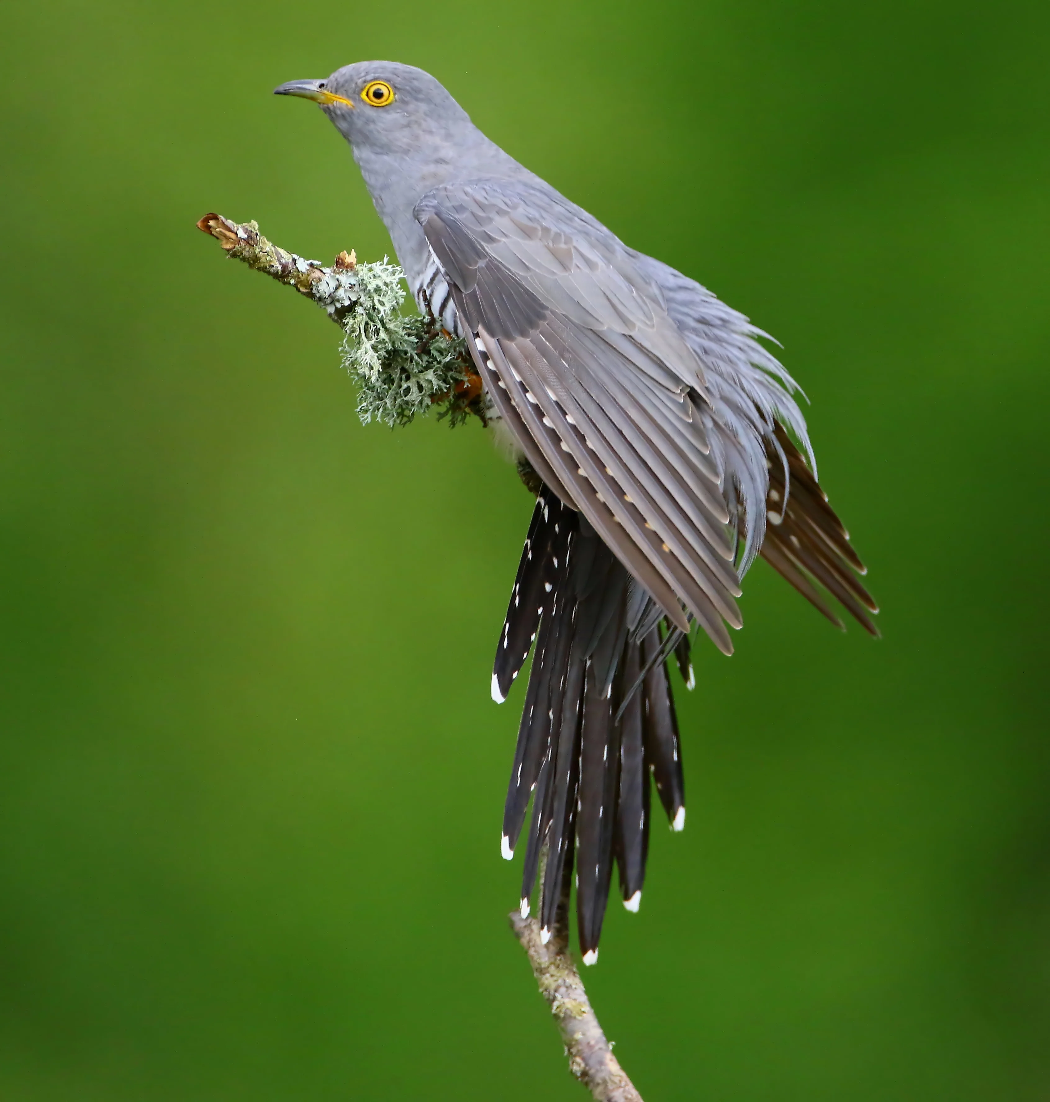 Details : Common Cuckoo - BirdGuides