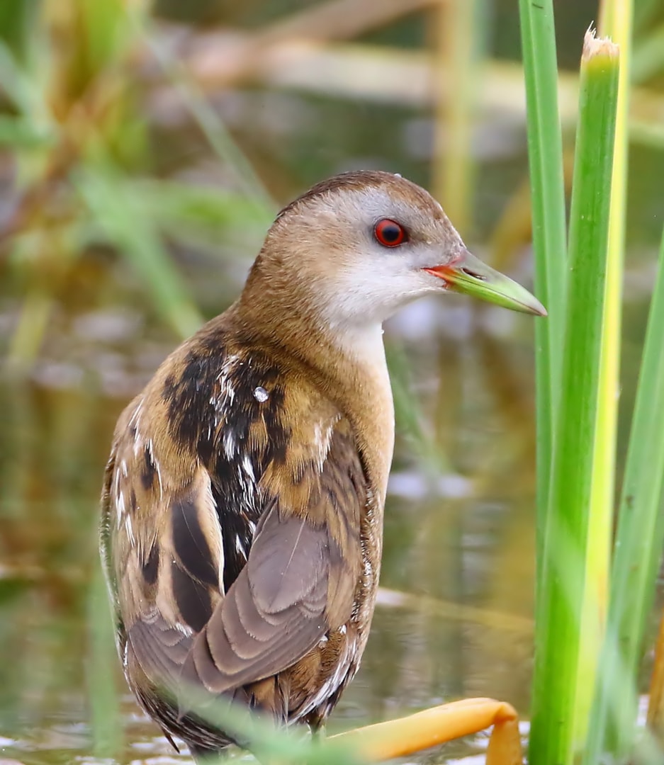 Little Crake by Lee Fuller - BirdGuides