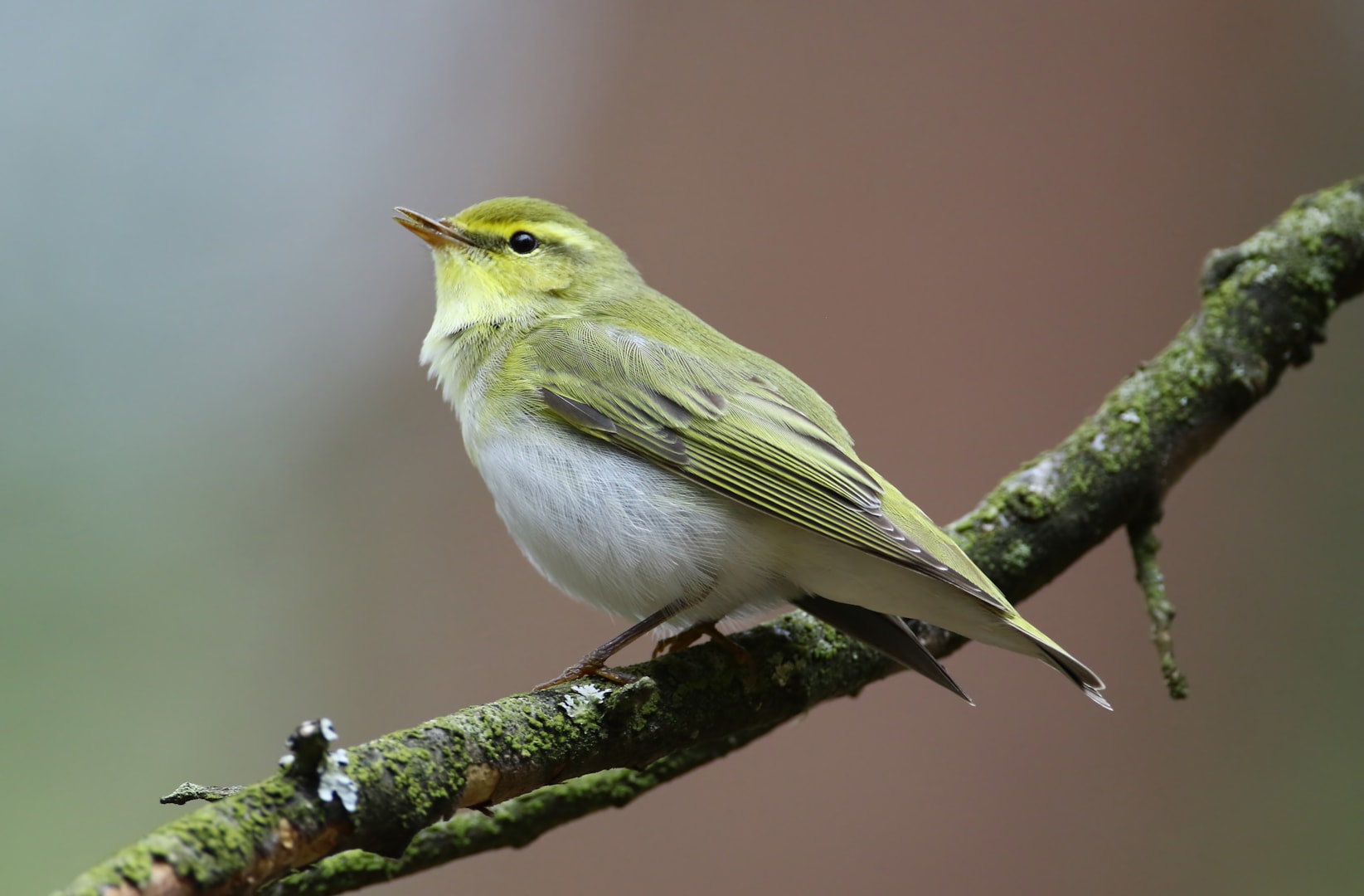 Wood Warbler by Lee Fuller - BirdGuides