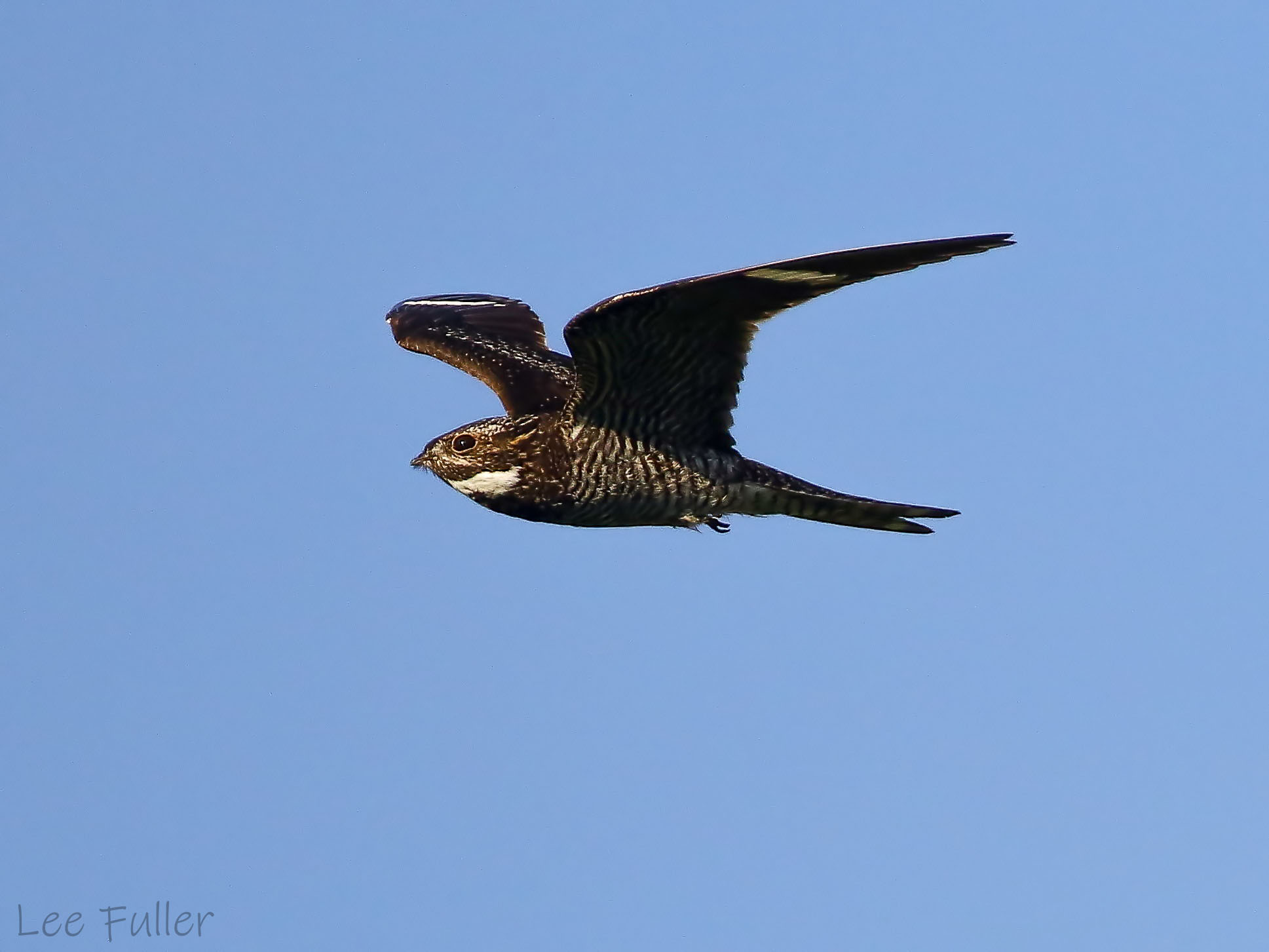 Details : Common Nighthawk - BirdGuides