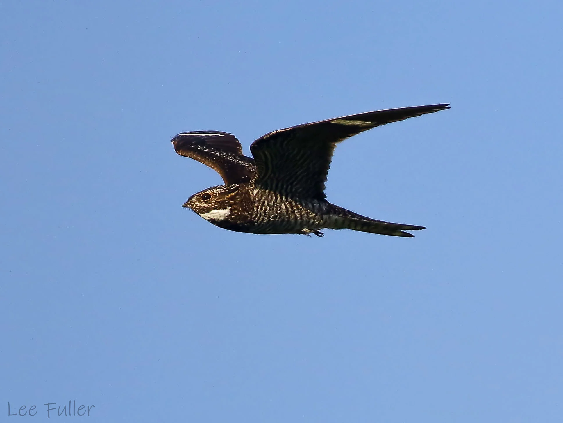 common nighthawk uk