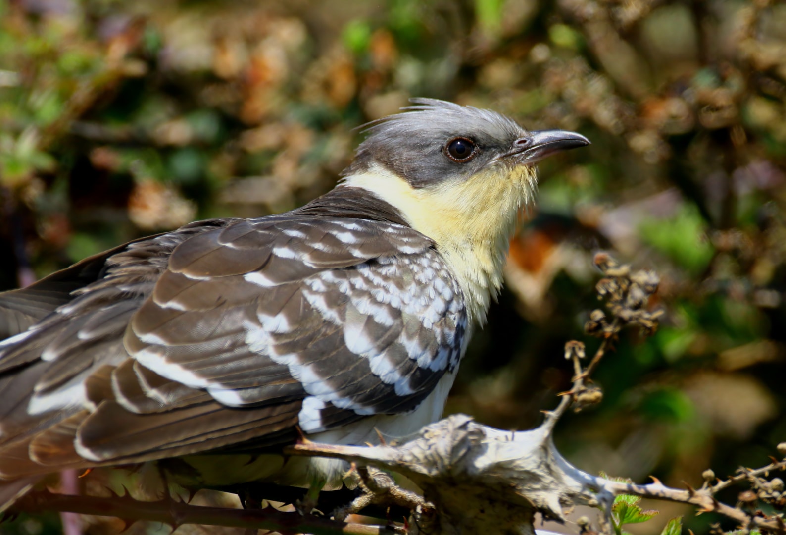 Great Spotted Cuckoo by Lee Fuller - BirdGuides