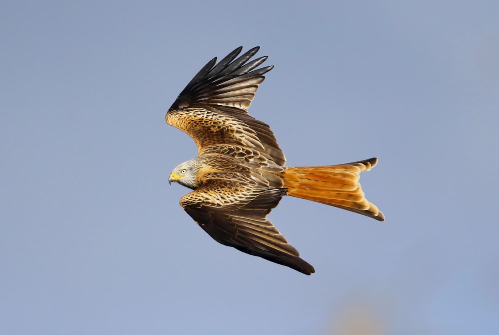 Red Kite shot from sky in Peak District - BirdGuides