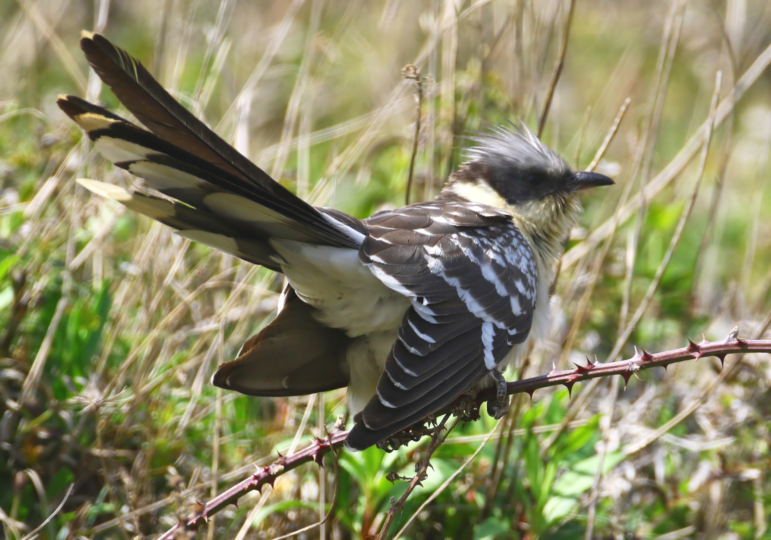 Great Spotted Cuckoo by Lee Fuller - BirdGuides