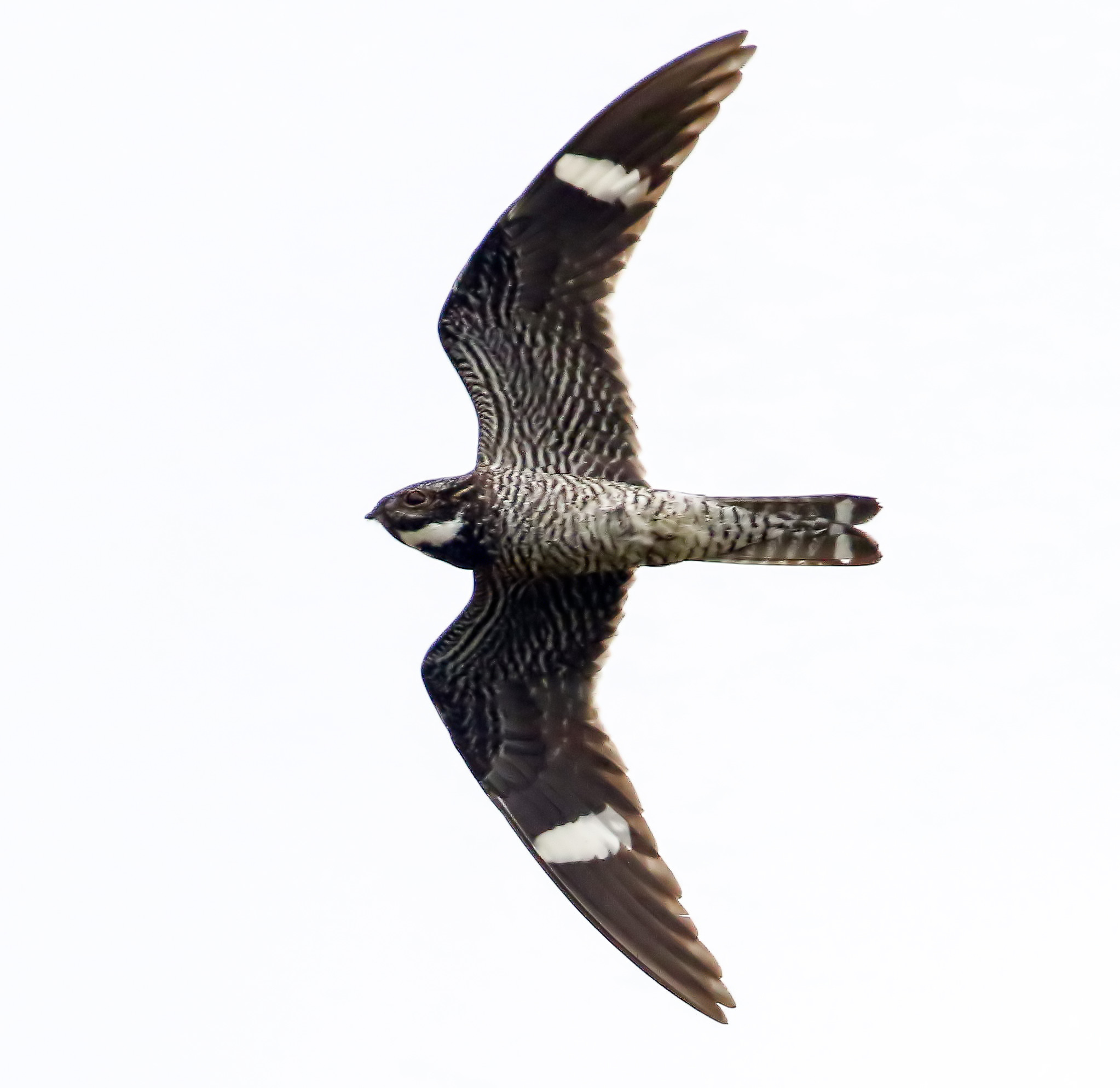 Details : Common Nighthawk - BirdGuides