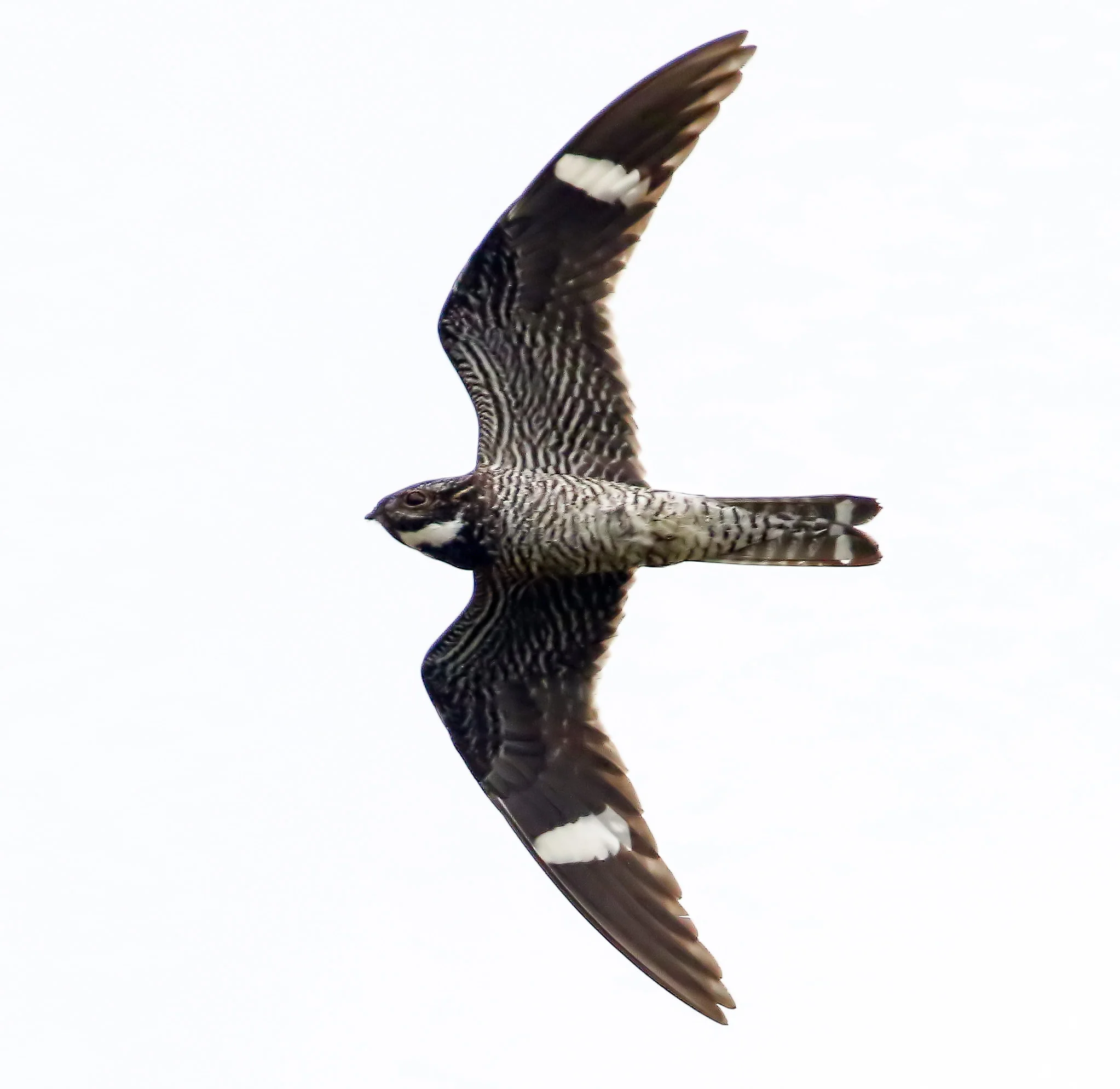 Details : Common Nighthawk - BirdGuides