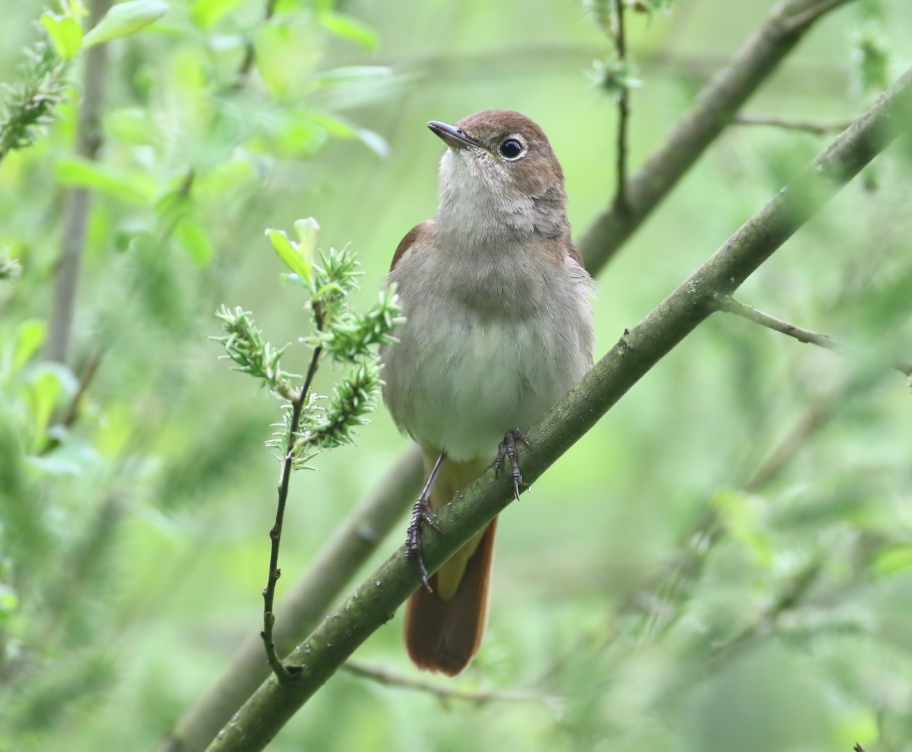 Common Nightingale by Lee Fuller - BirdGuides
