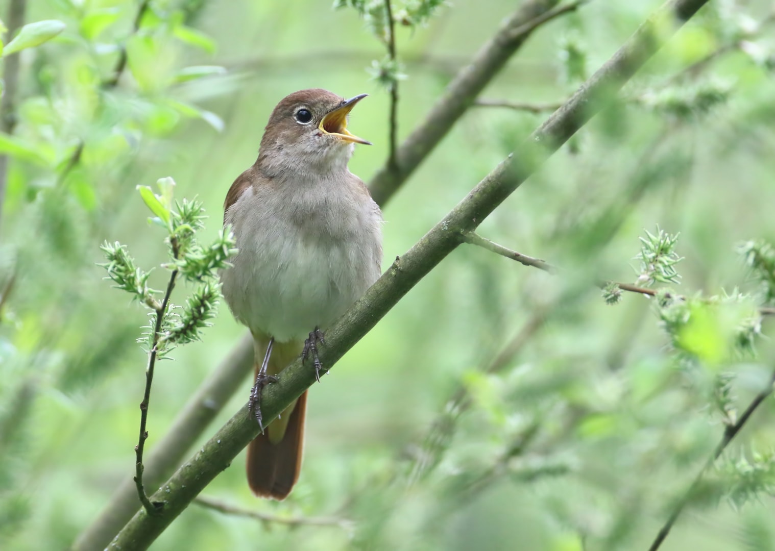 Common Nightingale by Lee Fuller - BirdGuides