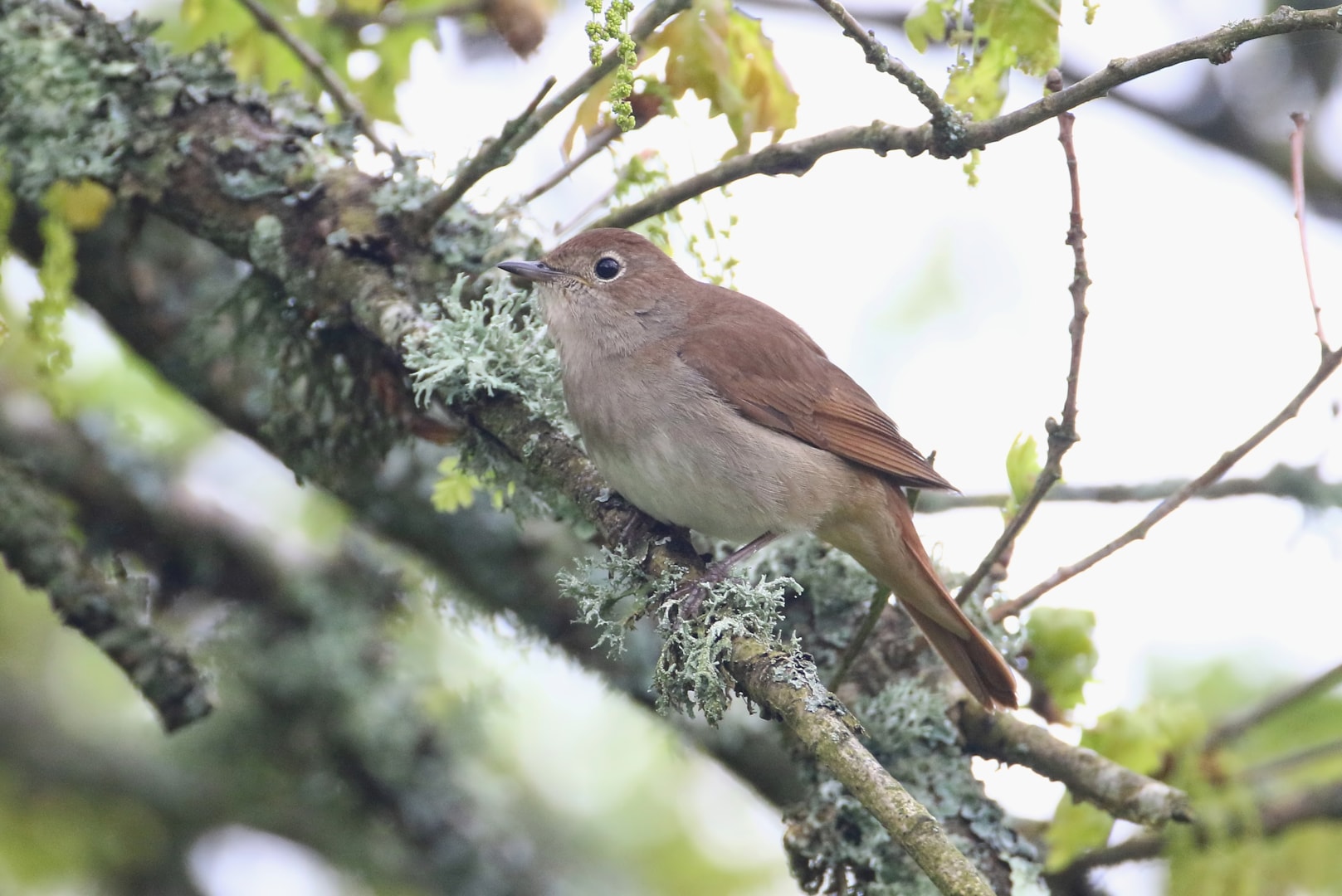 Common Nightingale by Lee Fuller - BirdGuides