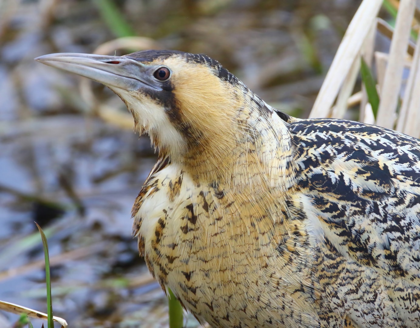 Eurasian Bittern by Lee Fuller - BirdGuides