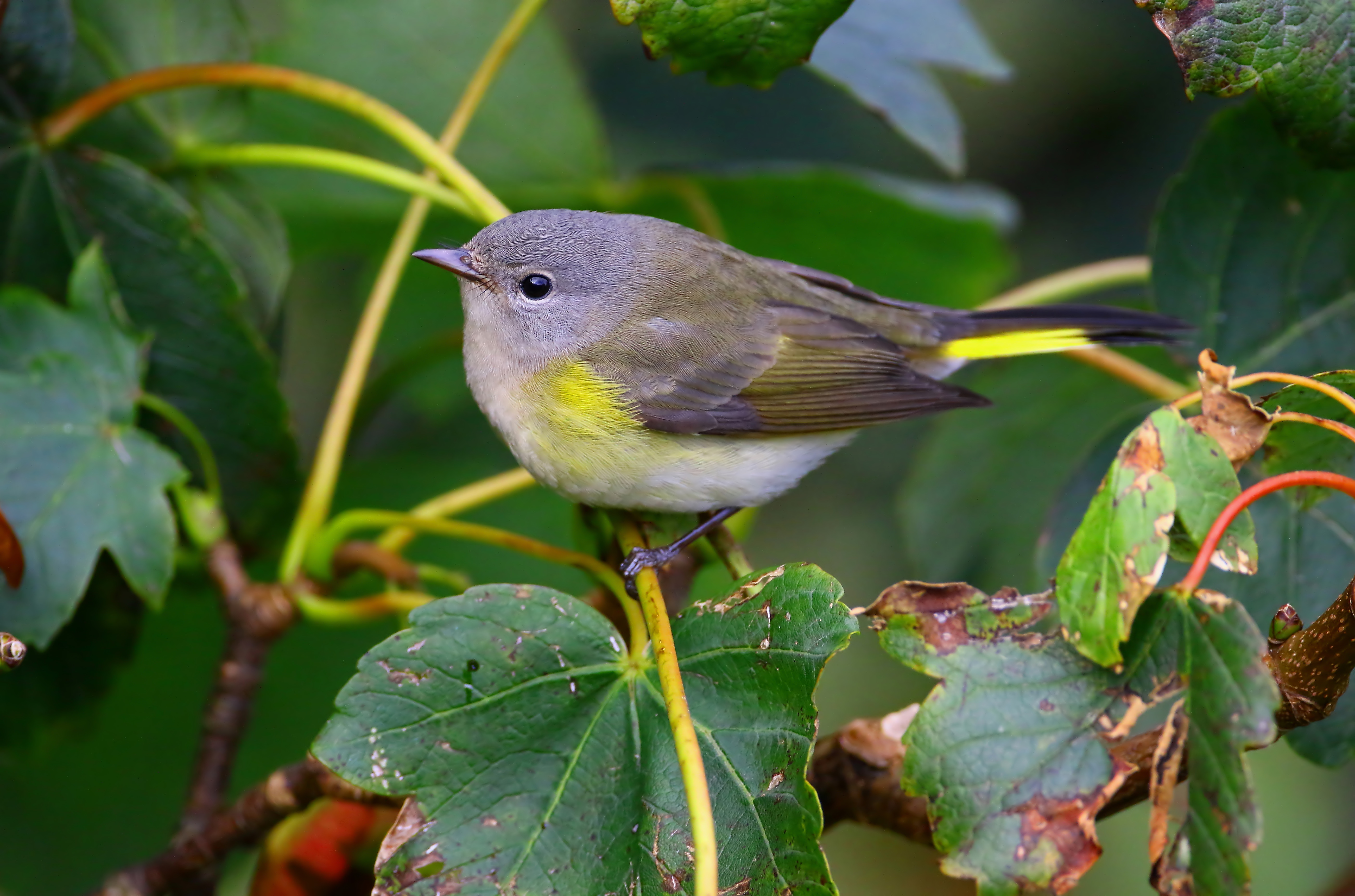 Details : American Redstart - BirdGuides